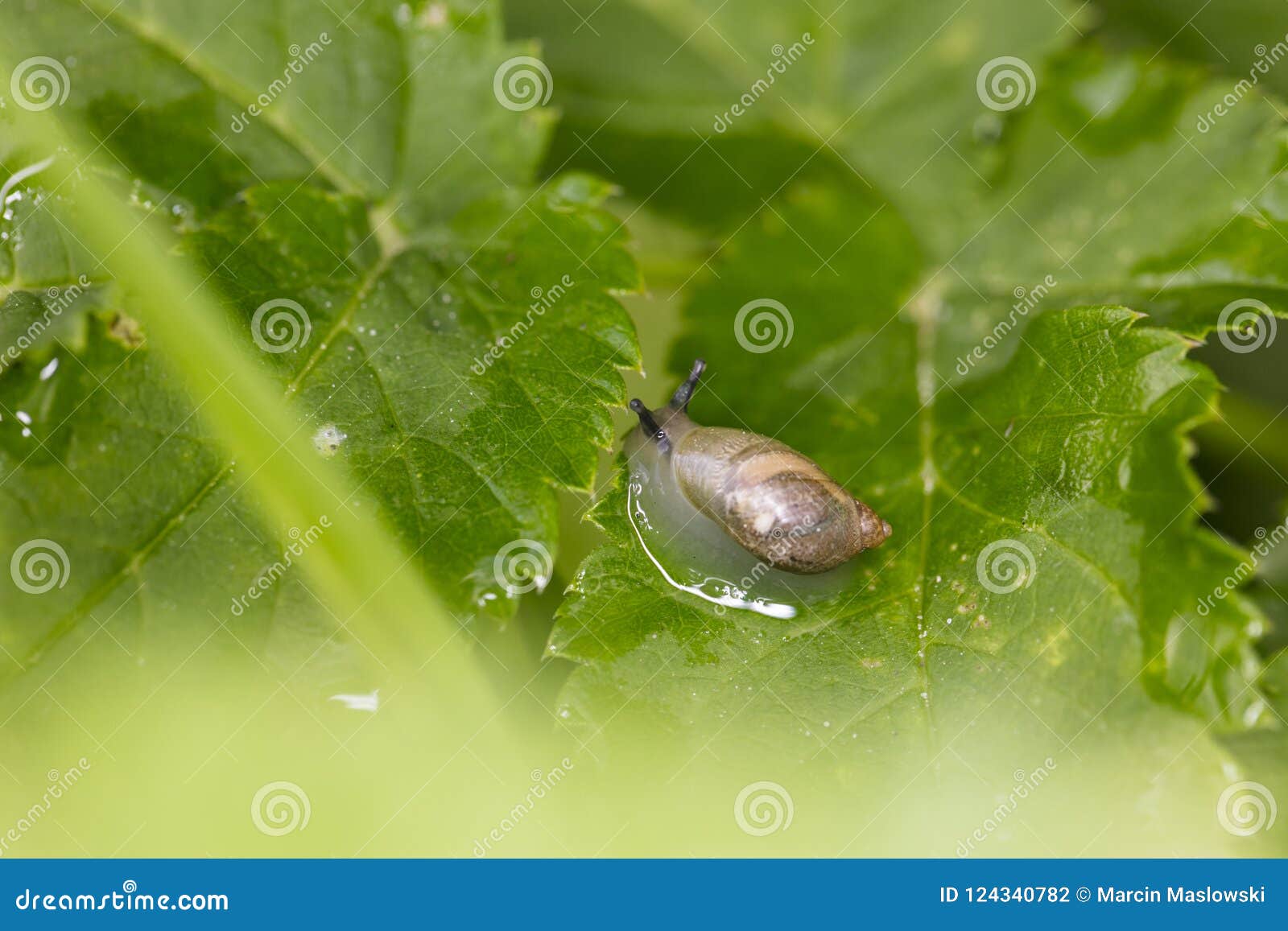Very Young Snail with a Soft Shell Stock Photo - Image of garden, face ...