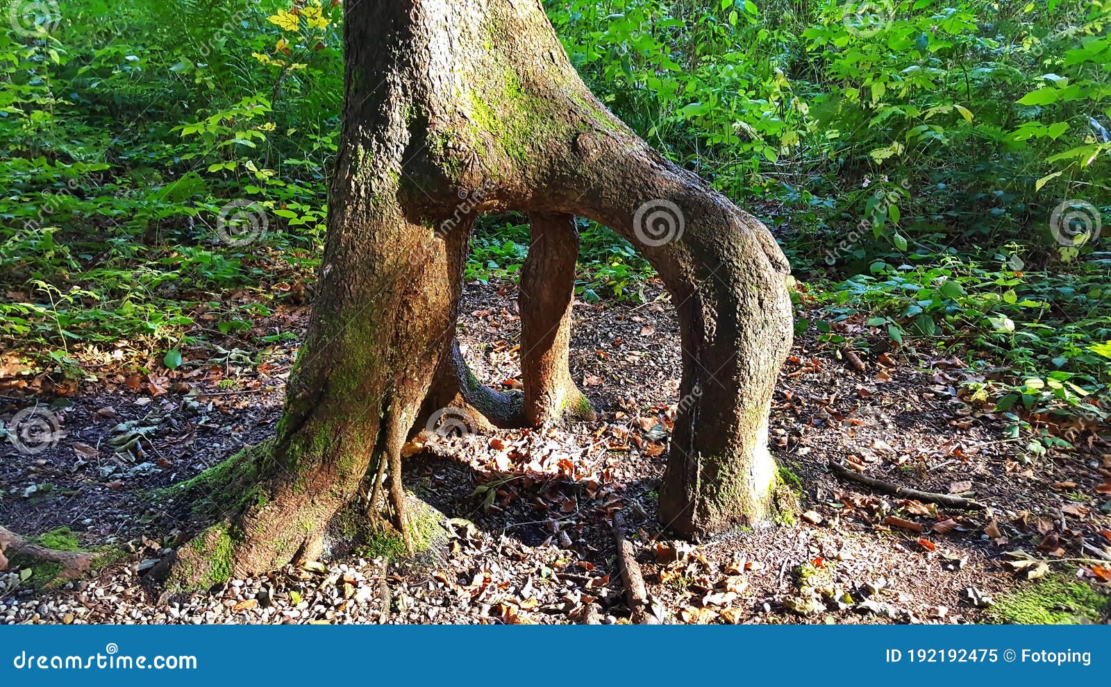 Verzweigte Baumwurzel stockbild. Bild von betrieb, baum - 192192475