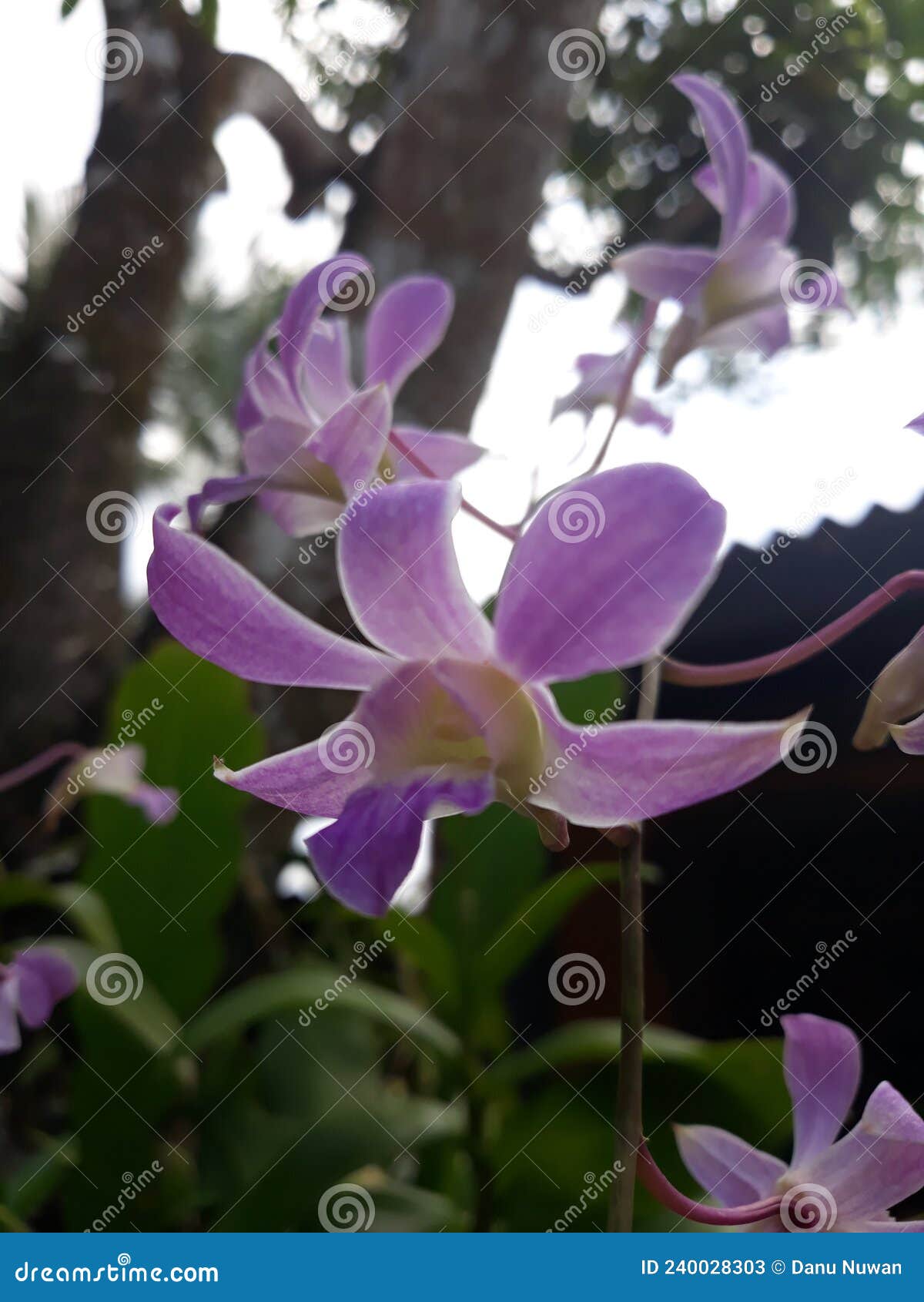 A Vesak Flower Blooms at Home Stock Image - Image of blossom, petal ...