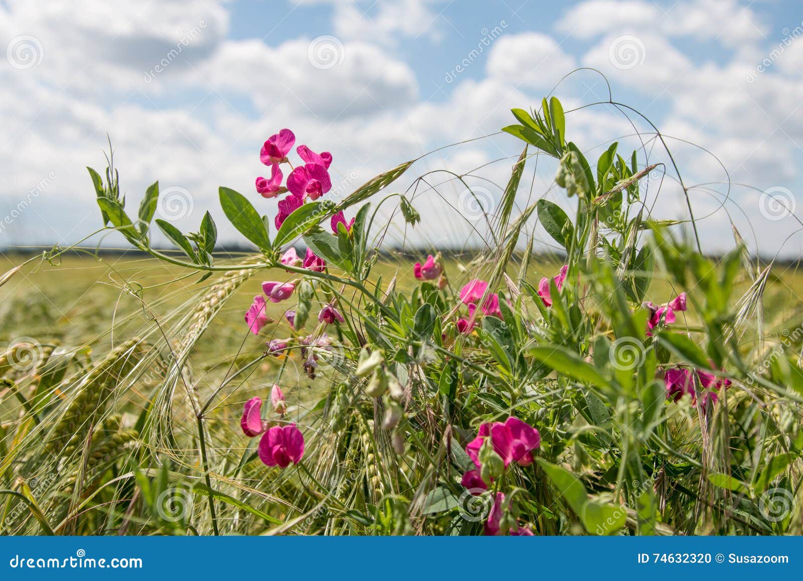 Vesce Commune Dans Le Domaine De Grain Photo stock - Image du moisson ...