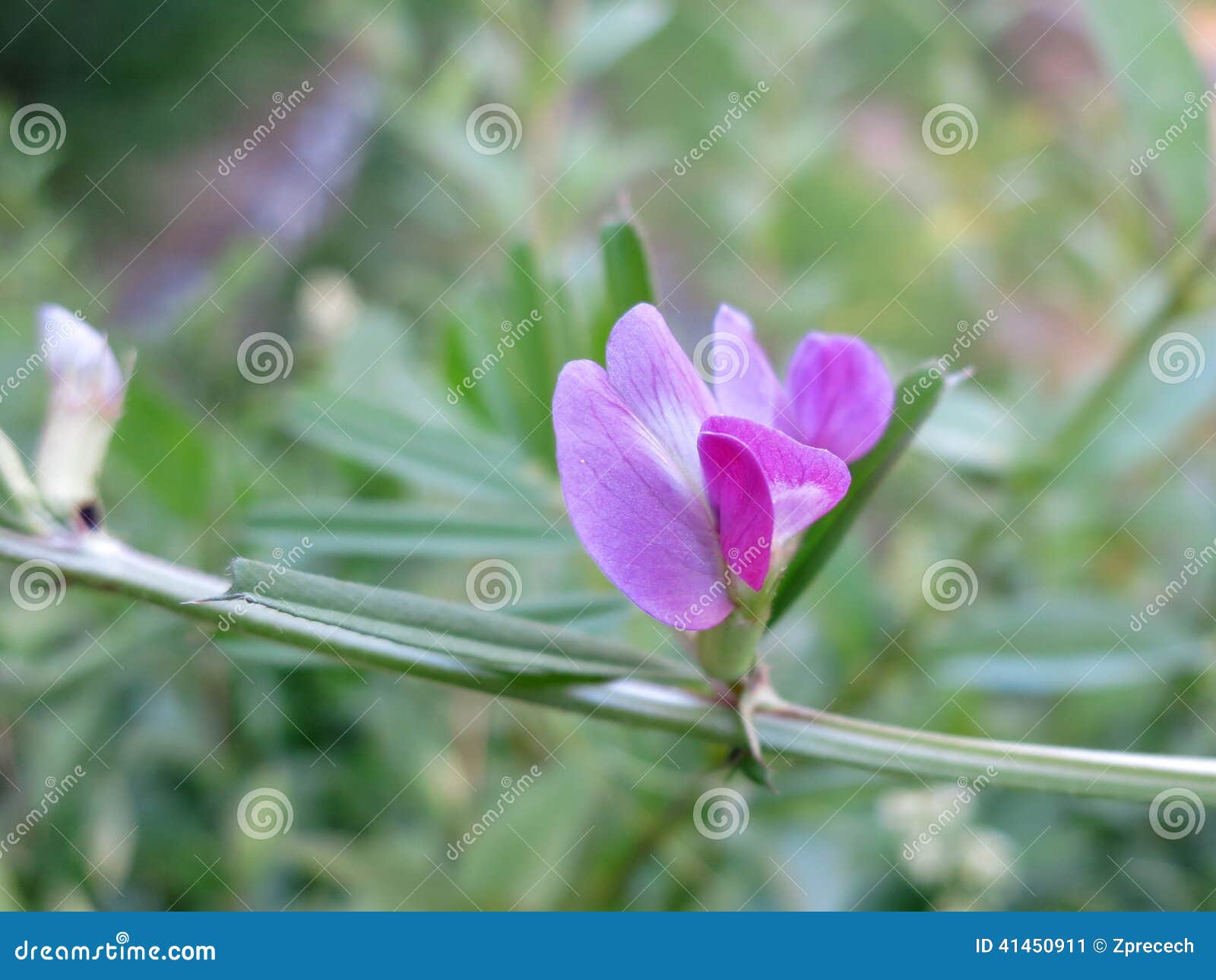 Vesce Commune (vicia Sativa) Image stock - Image du centrale, vesce ...