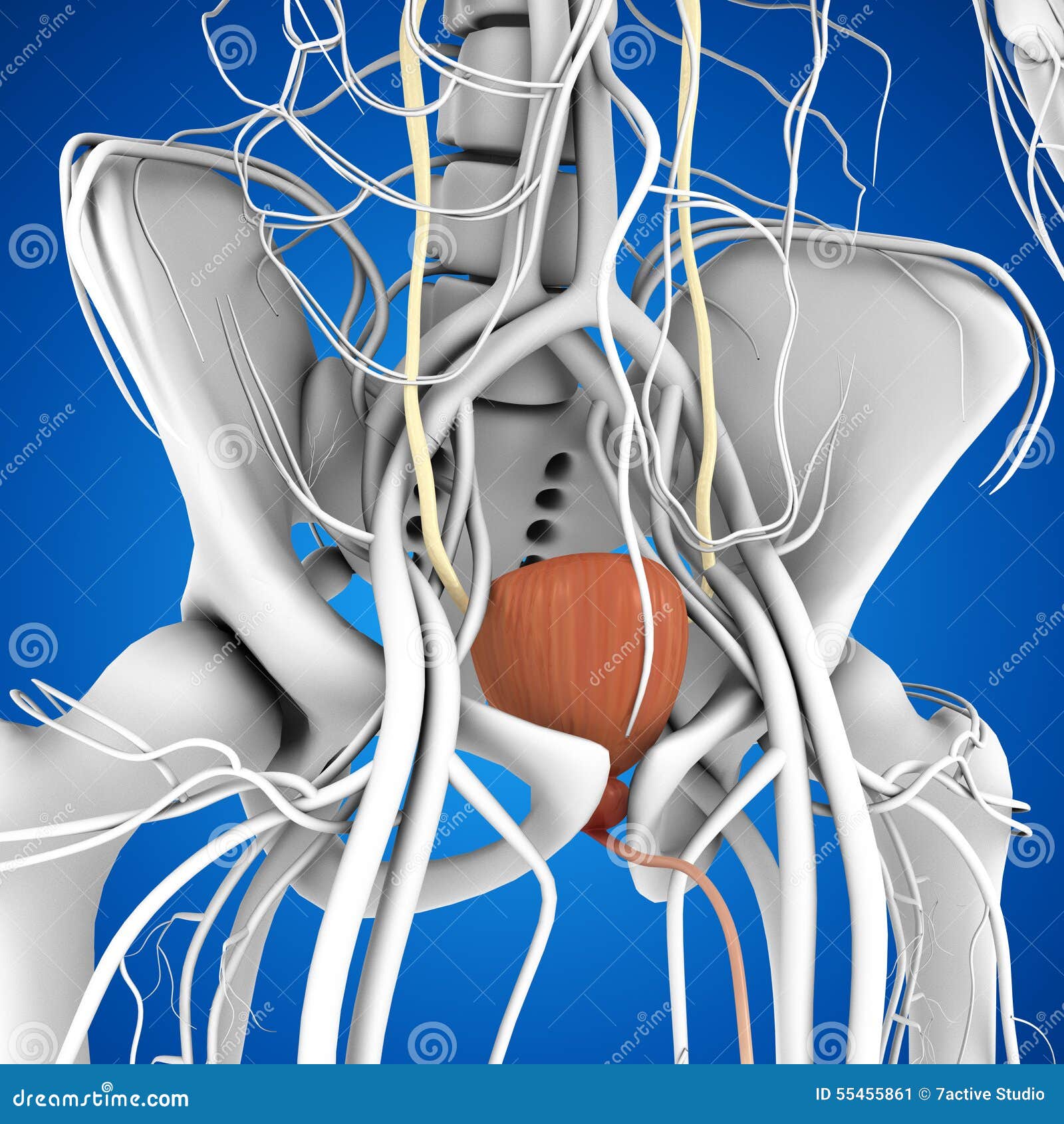 Vescica illustrazione di stock. Illustrazione di medicina - 55455861