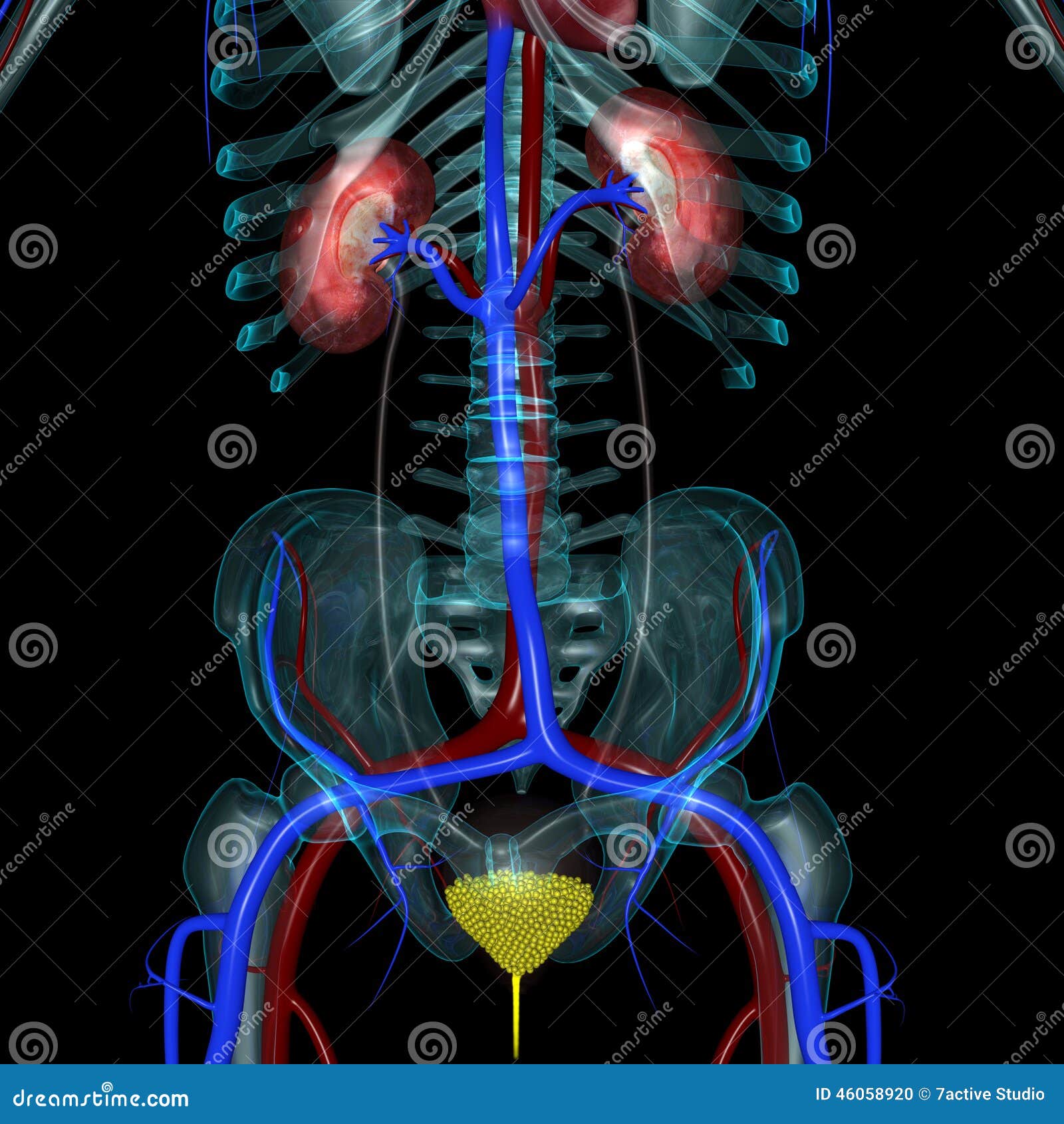 Vescica di Urinay illustrazione di stock. Illustrazione di anatomia ...