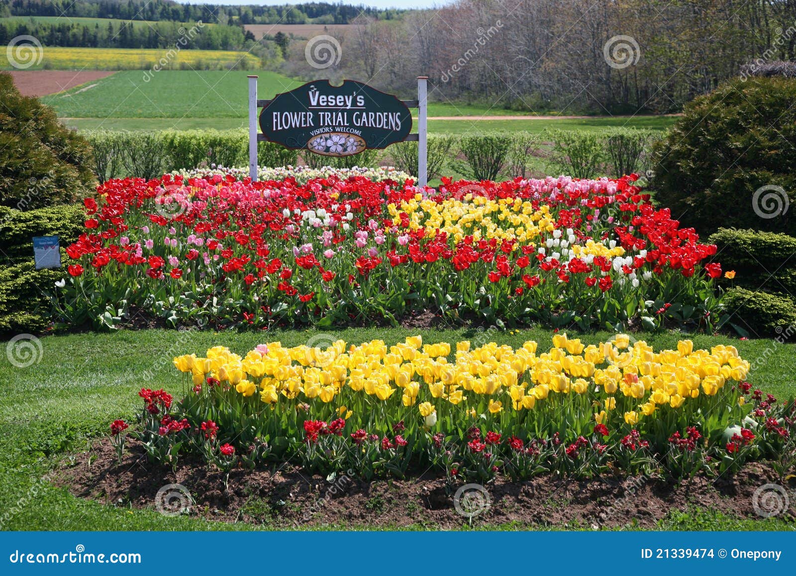 Vesey S Seeds Trial Gardens Editorial Stock Image - Image of outside ...