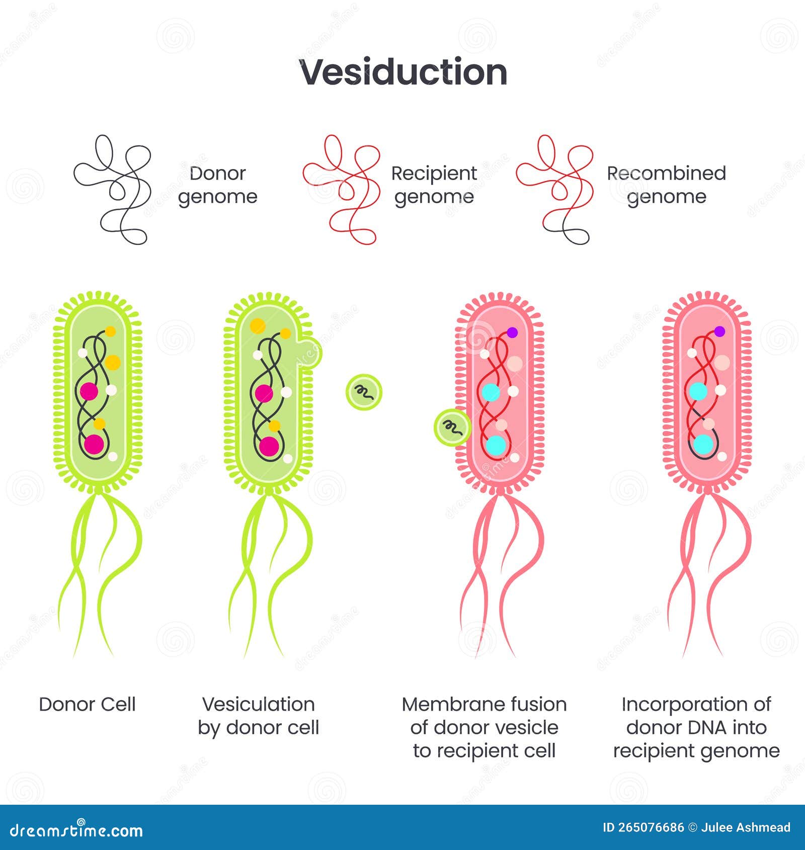 Horizontal Gene Transfer In Bacteria Via Vesiduction Scientific Vector ...