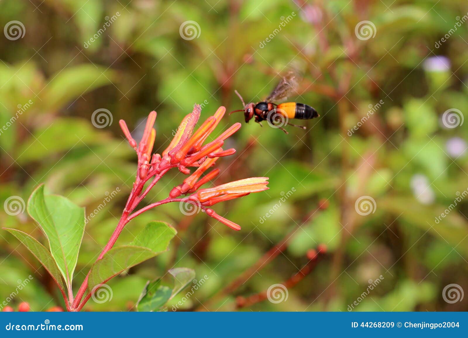 The Vespa Affinis and Pyrostegia Stock Image - Image of wing, antenna ...