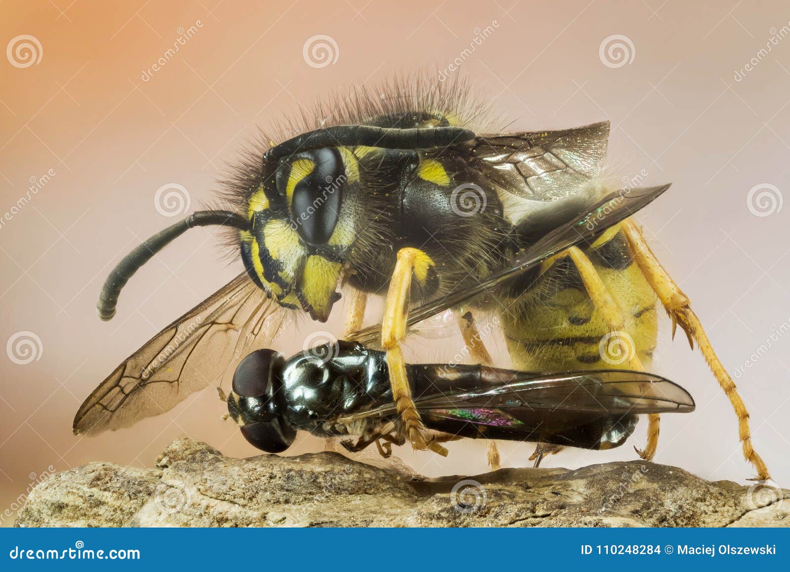 Vespa comum, vespa foto de stock. Imagem de micro, inseto - 110248284