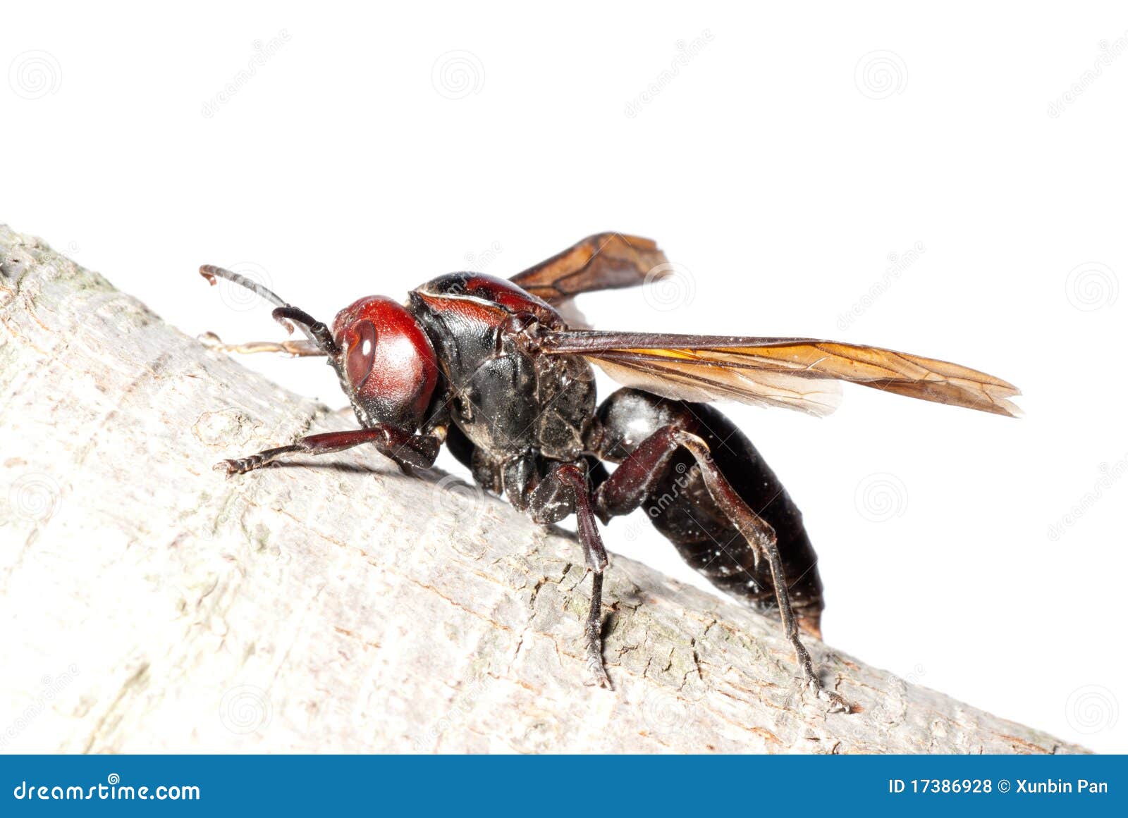 Vespa del calabrone fotografia stock. Immagine di antenna - 17386928