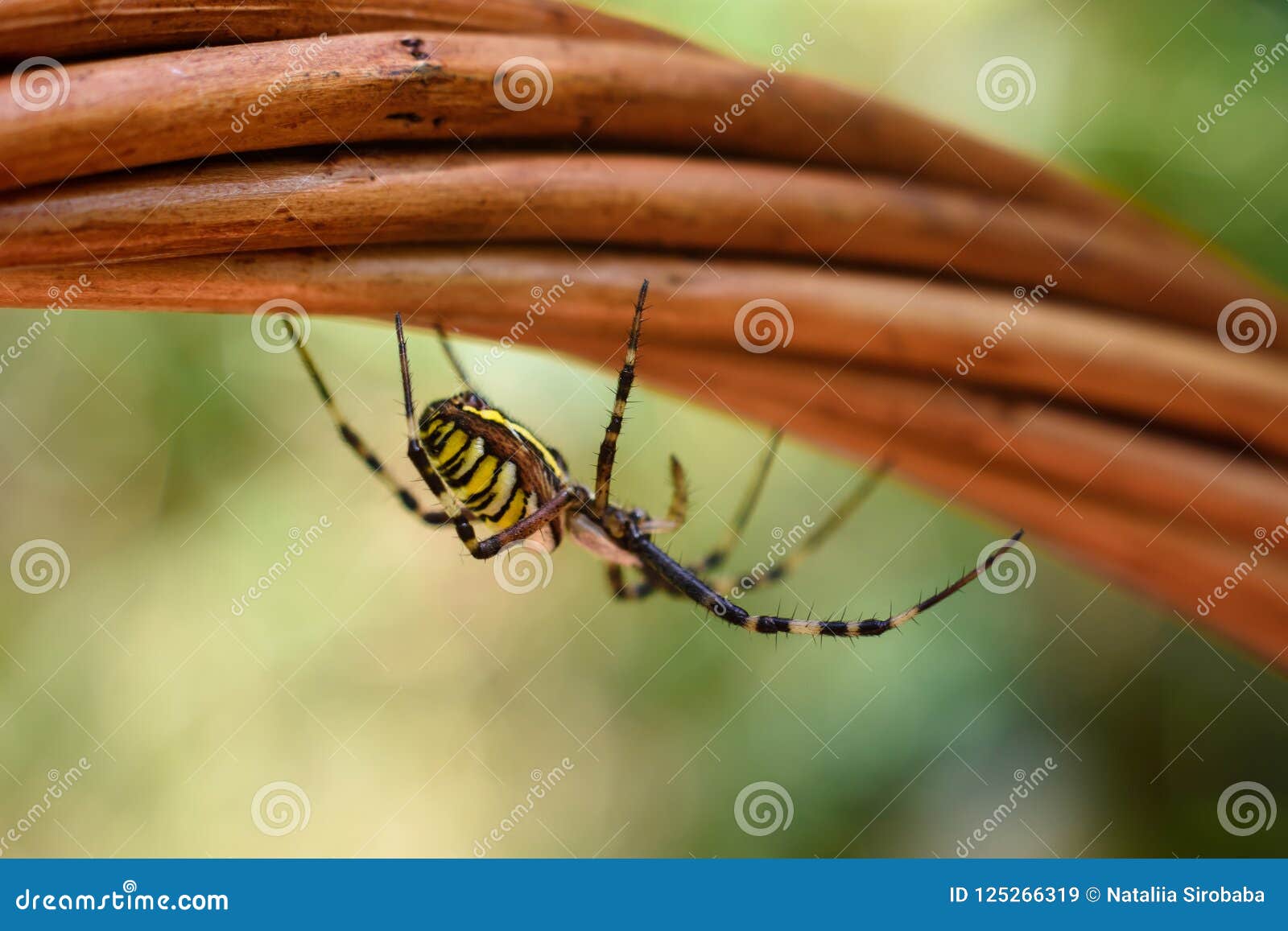 Vespa Del Ragno, Bruennichi Del Argiope Immagine Stock - Immagine di ...