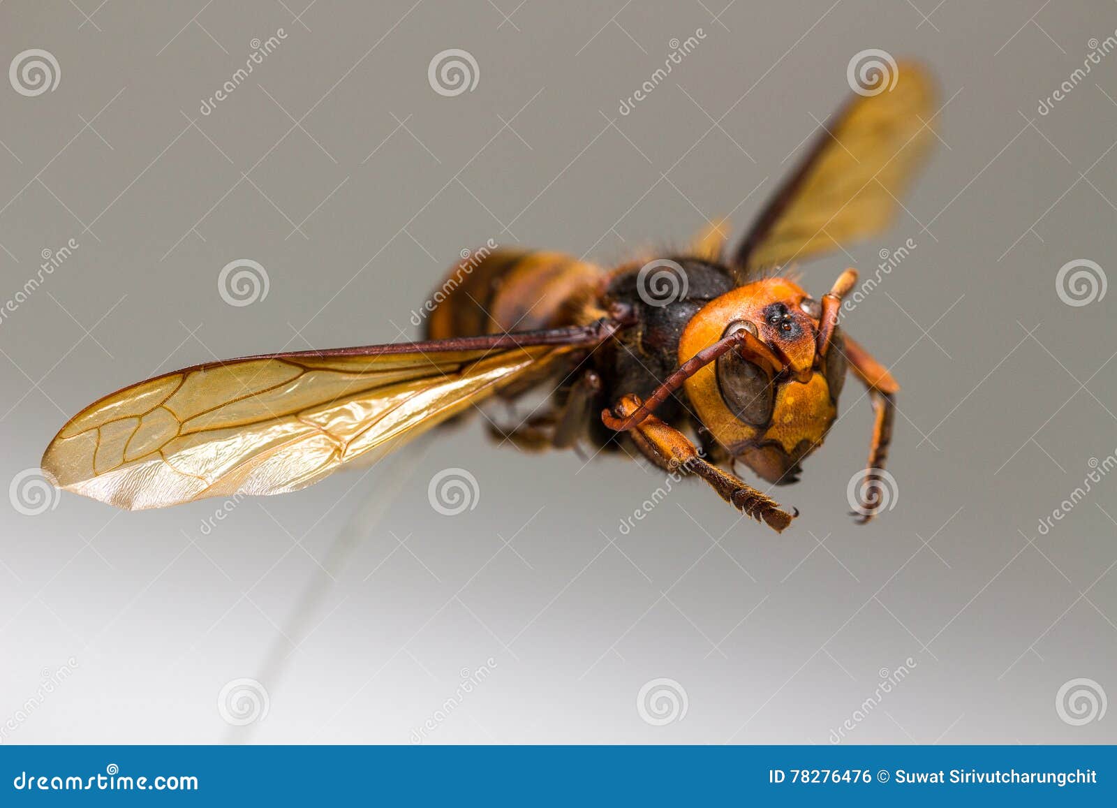 Vespa do voo, inseto foto de stock. Imagem de branco - 78276476