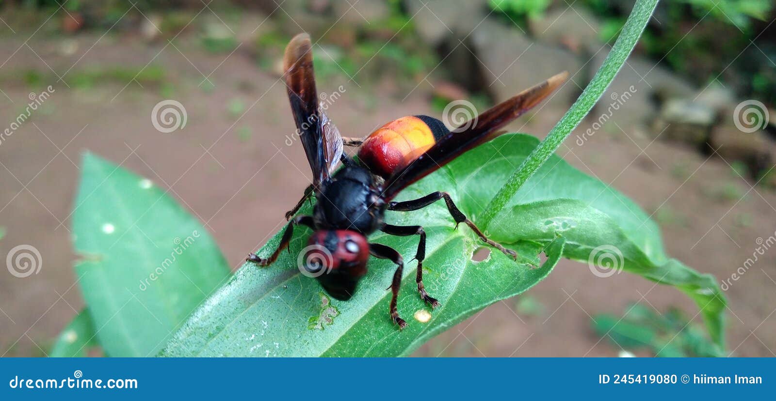 Vespa Tropica Insects Perch on the Leaves Stock Photo - Image of ...
