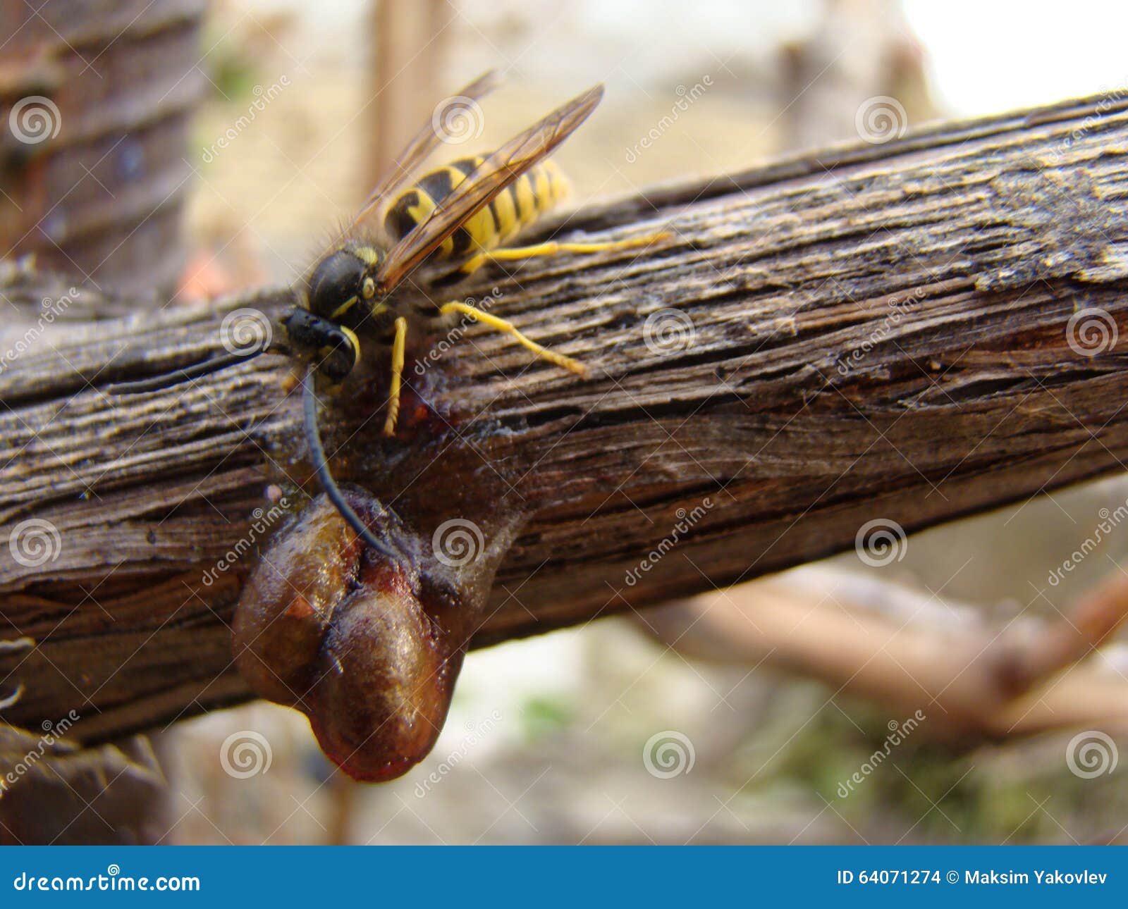 Vespe fotografia stock. Immagine di vespa, predatore - 64071274