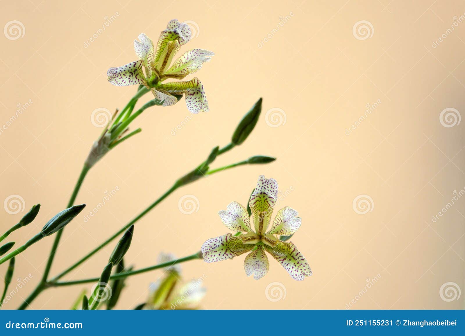 Vesper Iris stock image. Image of vesper, herb, nature - 251155231
