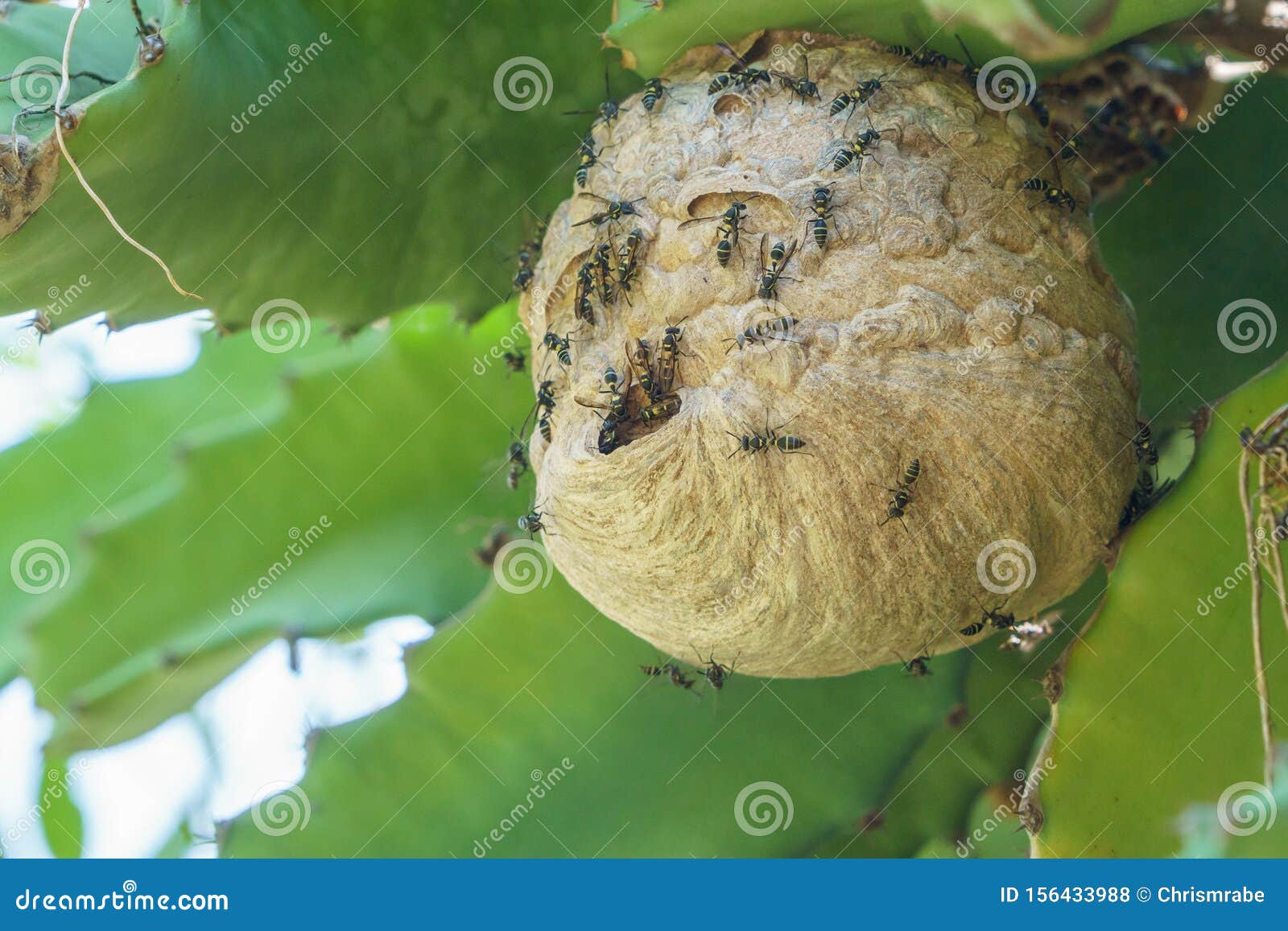Vespid Wasp & X28;Polybia Emaciata& X29;, Costa Rica Stock Photo ...