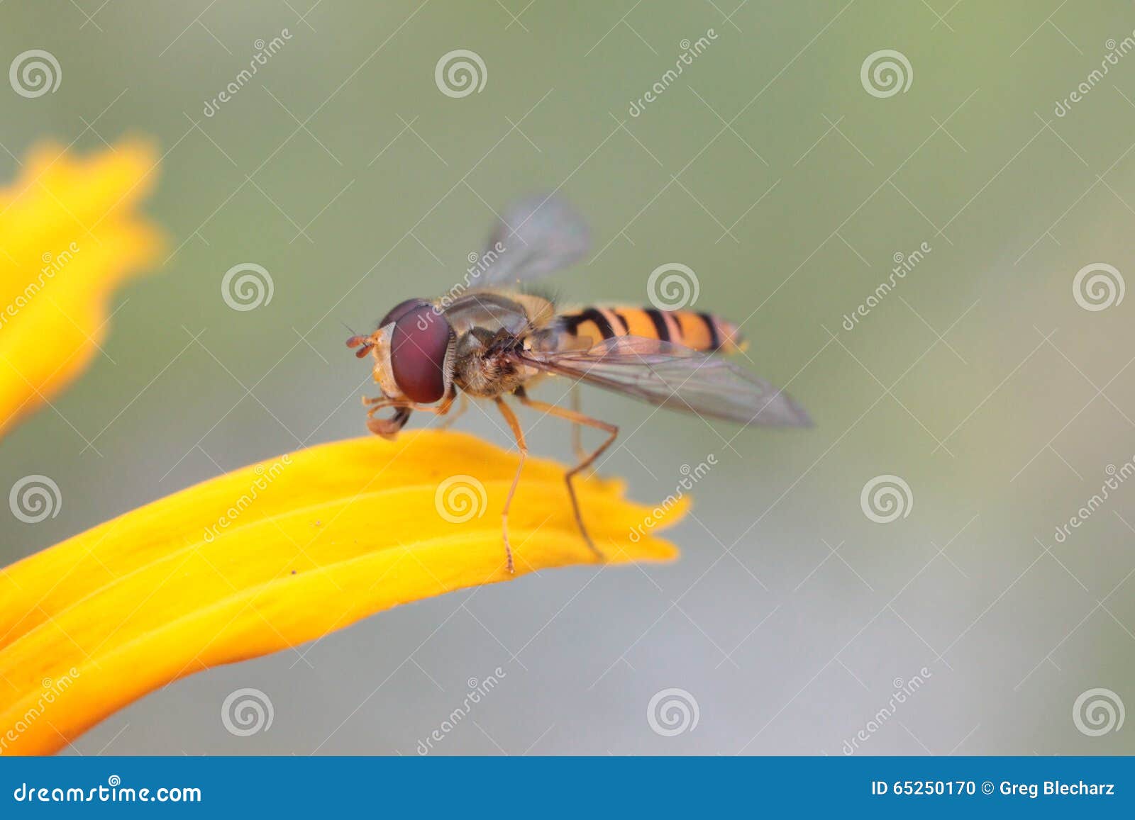 Vespidae insect stock photo. Image of purple, golden - 65250170