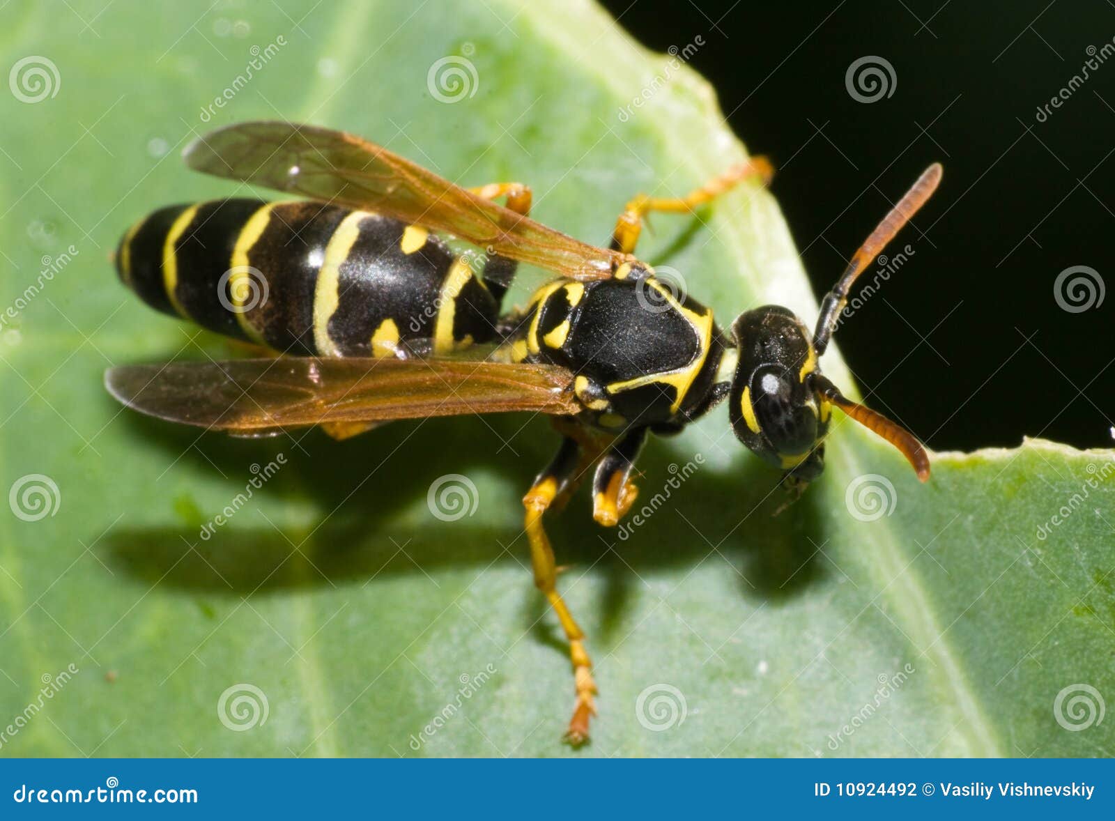 Vespidae, wasp stock photo. Image of outdoors, hymenoptera - 10924492