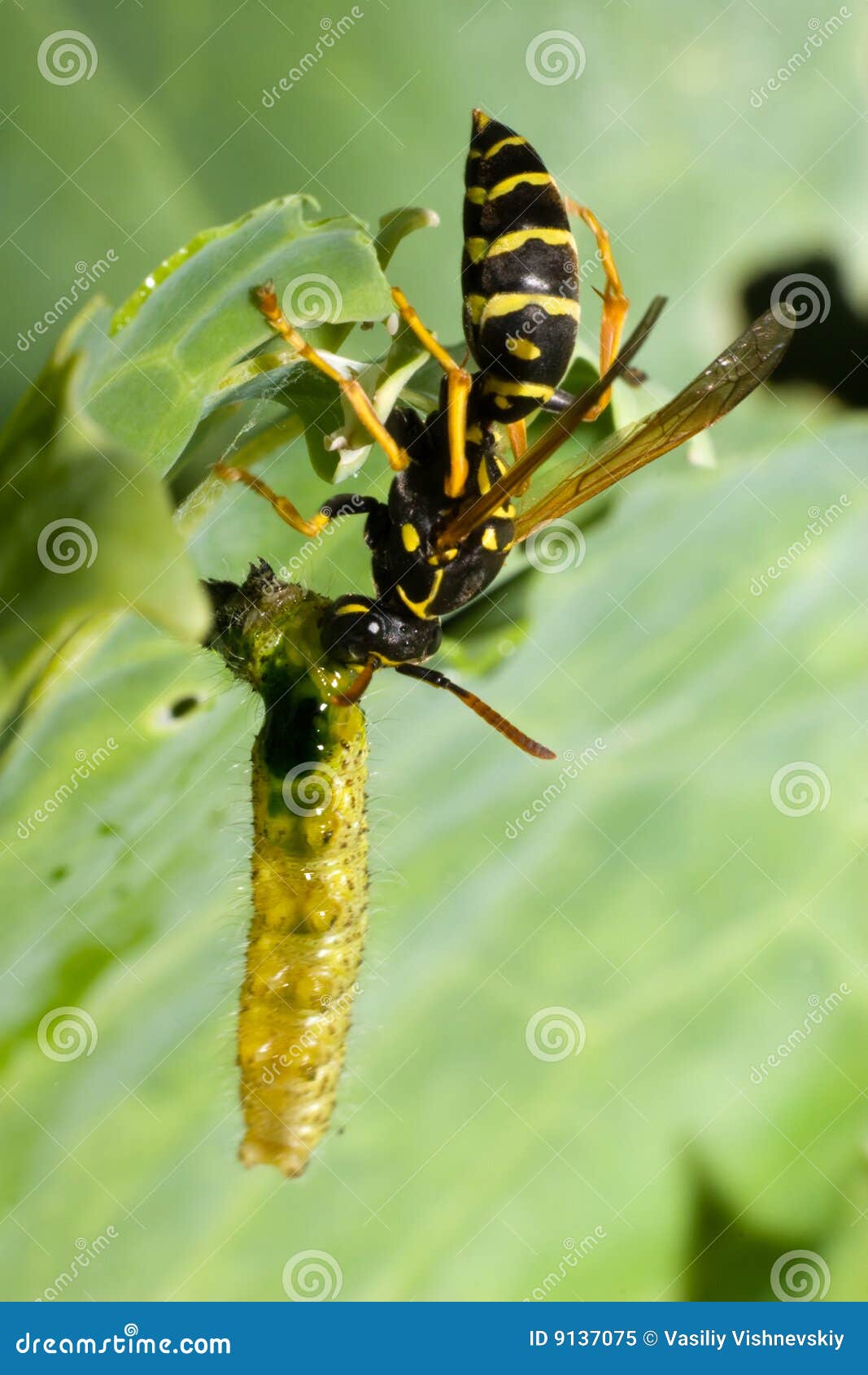 Vespidae, wasp stock image. Image of eating, animal, feeding - 9137075