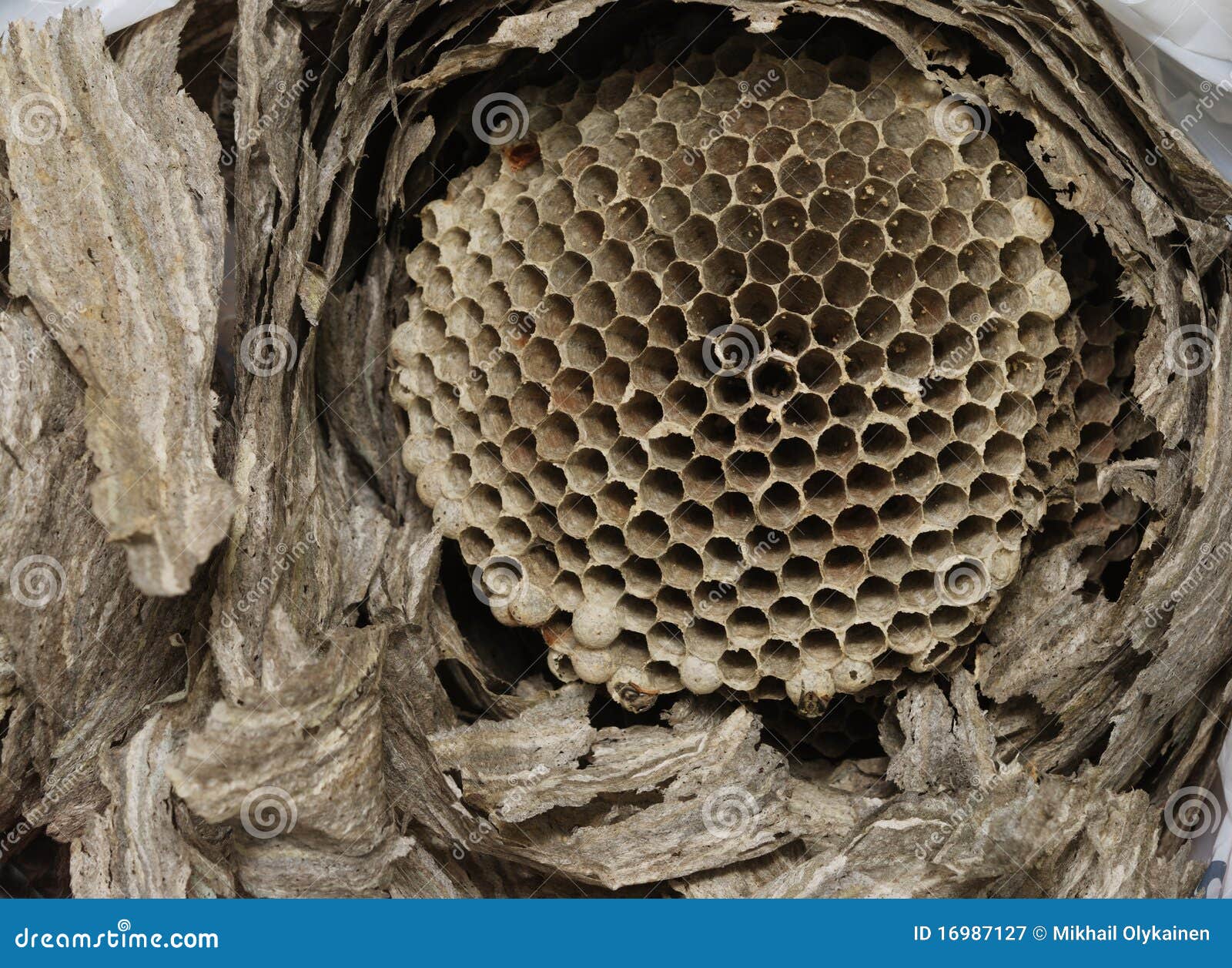 Vespine honeycomb stock image. Image of honeycomb, colony - 16987127
