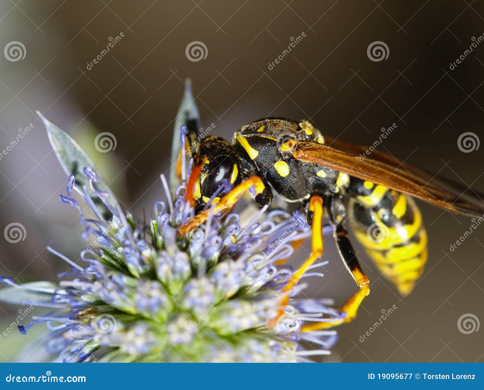 Vespula germanica stock image. Image of macro, thistle - 19095677