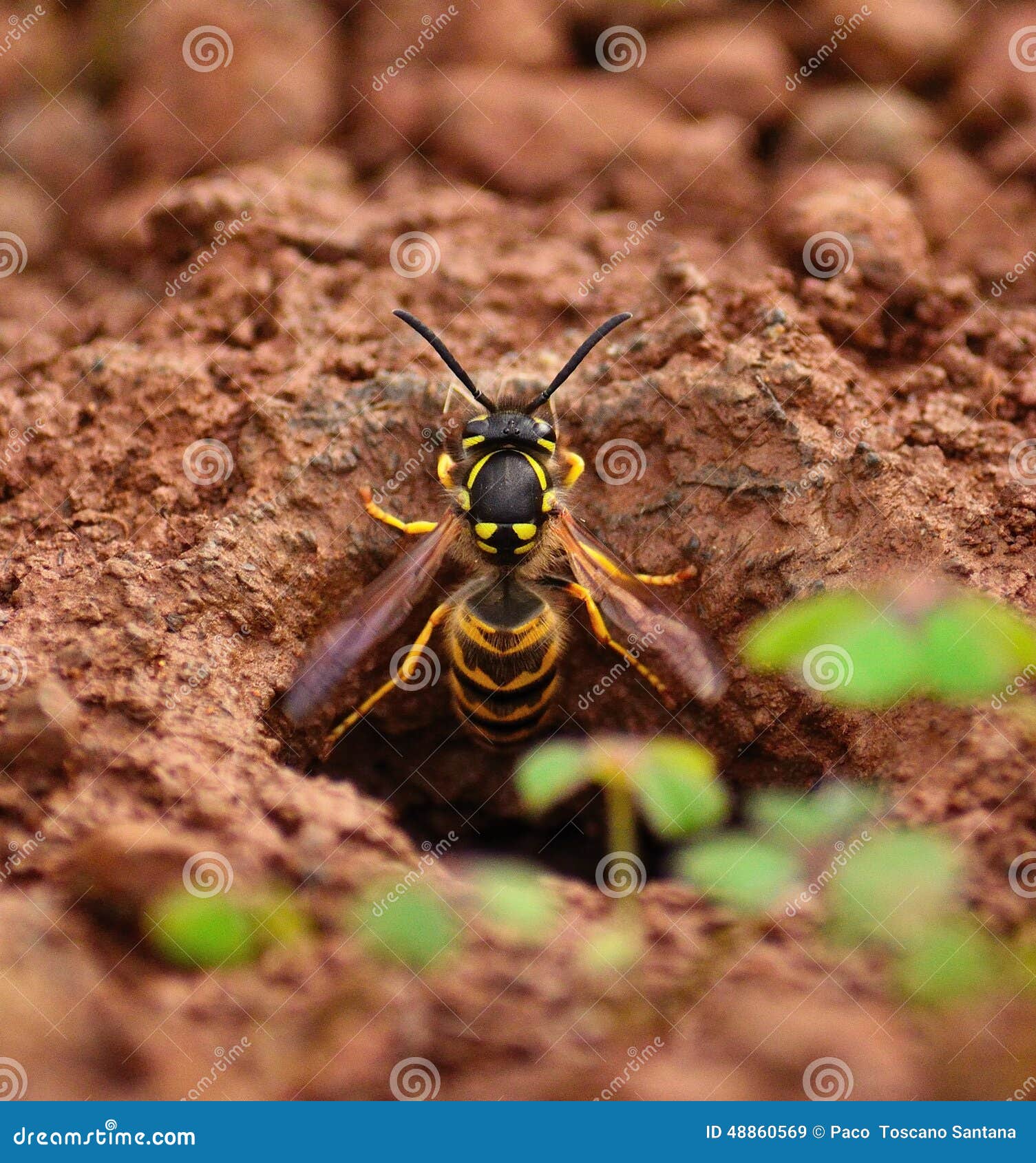 Vespula Germanica in the Exit Hole of the Underground Nest Stock Image ...