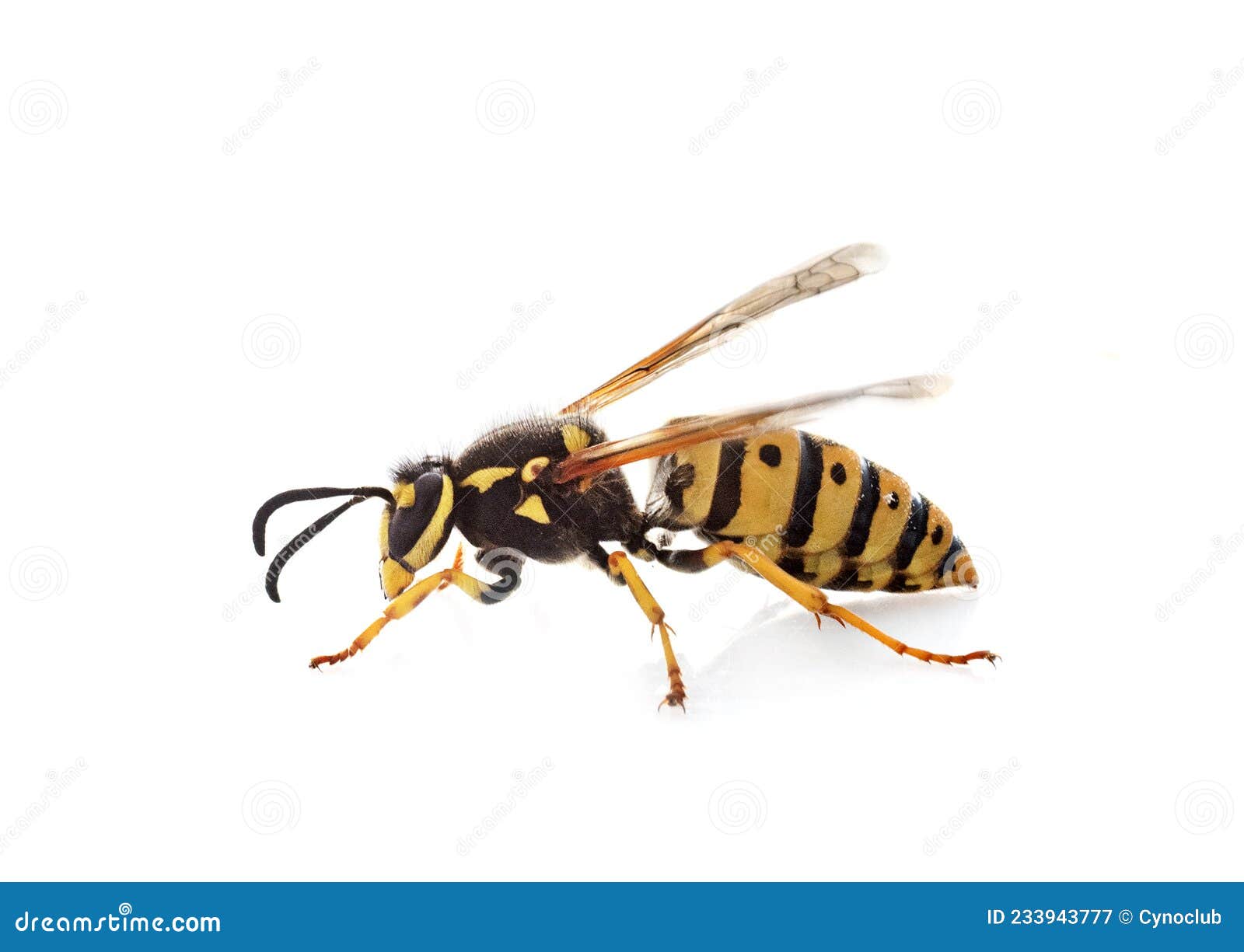 Vespula Germanica,family Vespidae - European Wasp, German Wasp Or ...