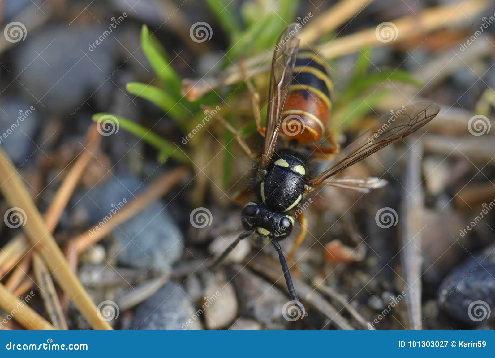 Red wasp stock image. Image of sweden, outdoors, stone - 101303027