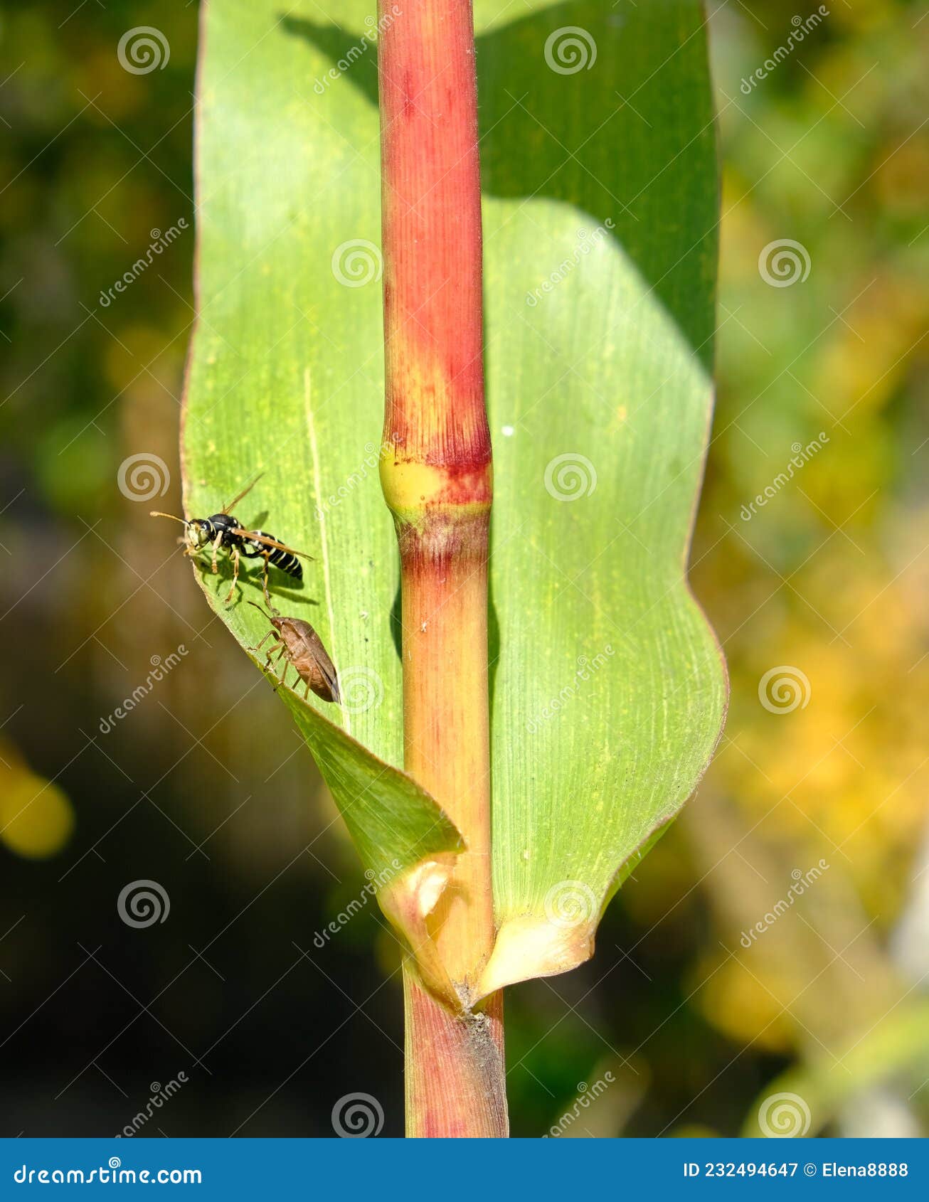 Vespula Rufa Wasp Chasing Palomena Prasina Stock Image - Image of ...