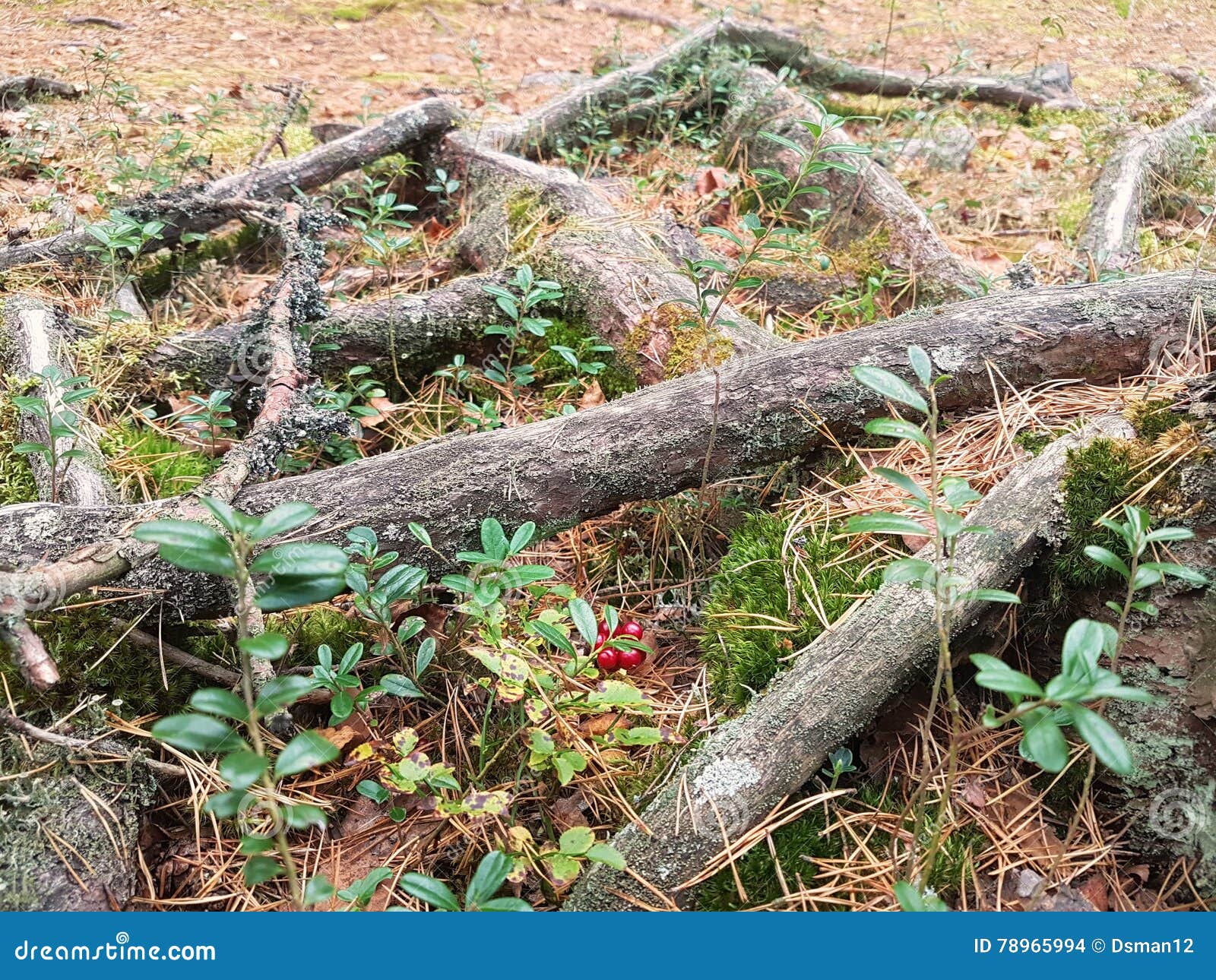 Vessels of a tree stock photo. Image of wood, survivor - 78965994