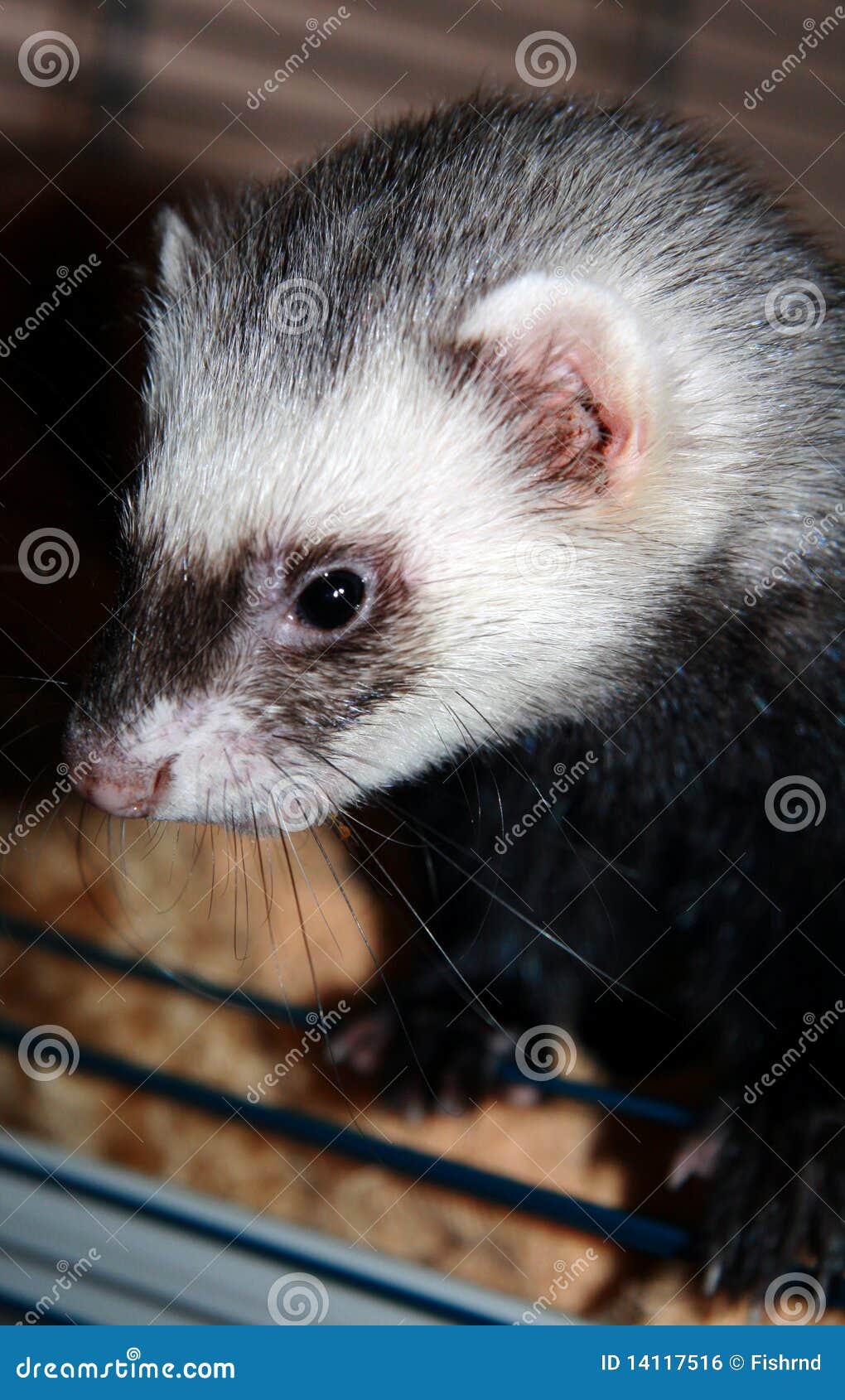 Vessla arkivfoto. Bild av angus, gröngöling, däggdjur - 14117516