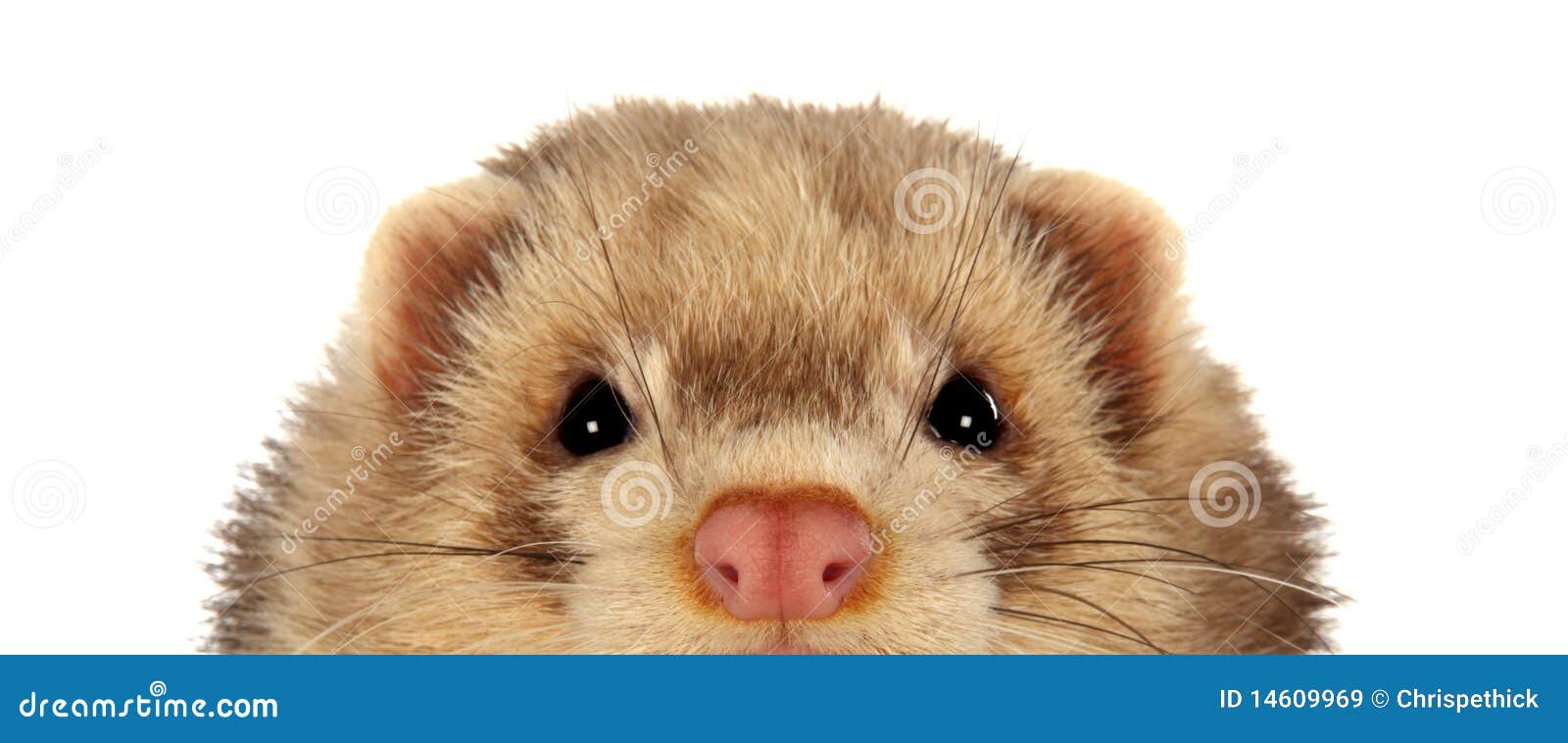 Vessla fotografering för bildbyråer. Bild av roligt, vesslor - 14609969