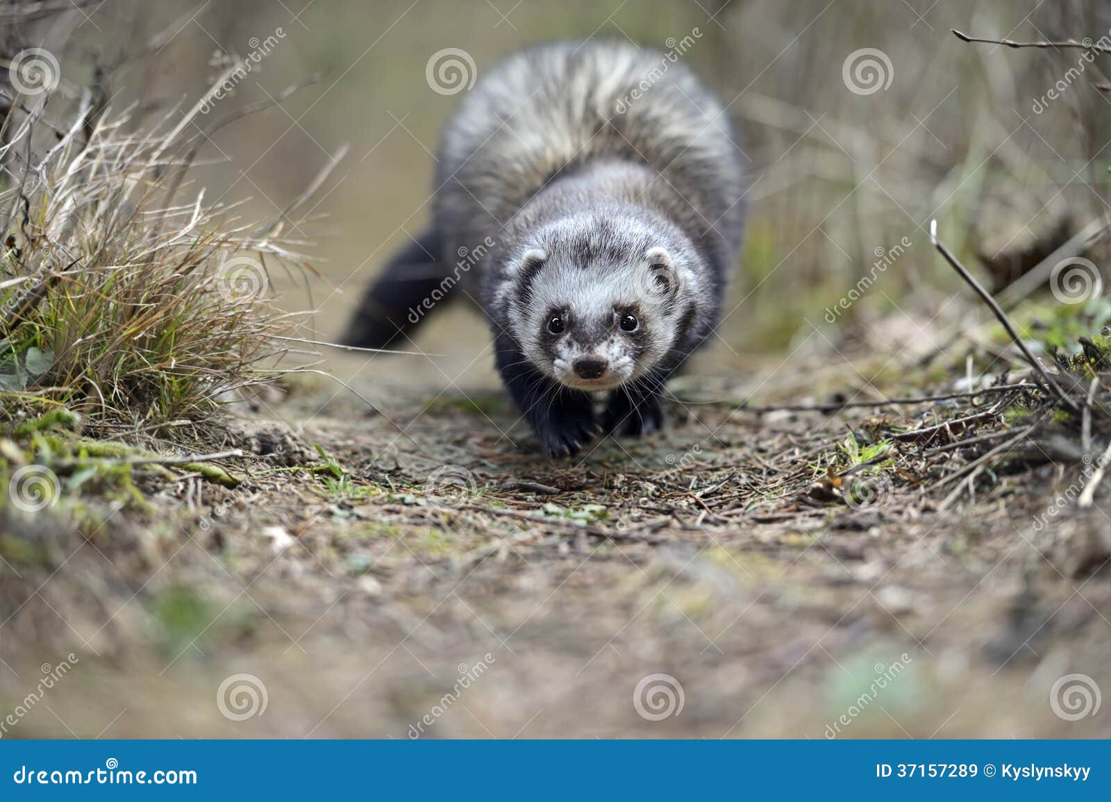 Vessla fotografering för bildbyråer. Bild av anhydrous - 37157289