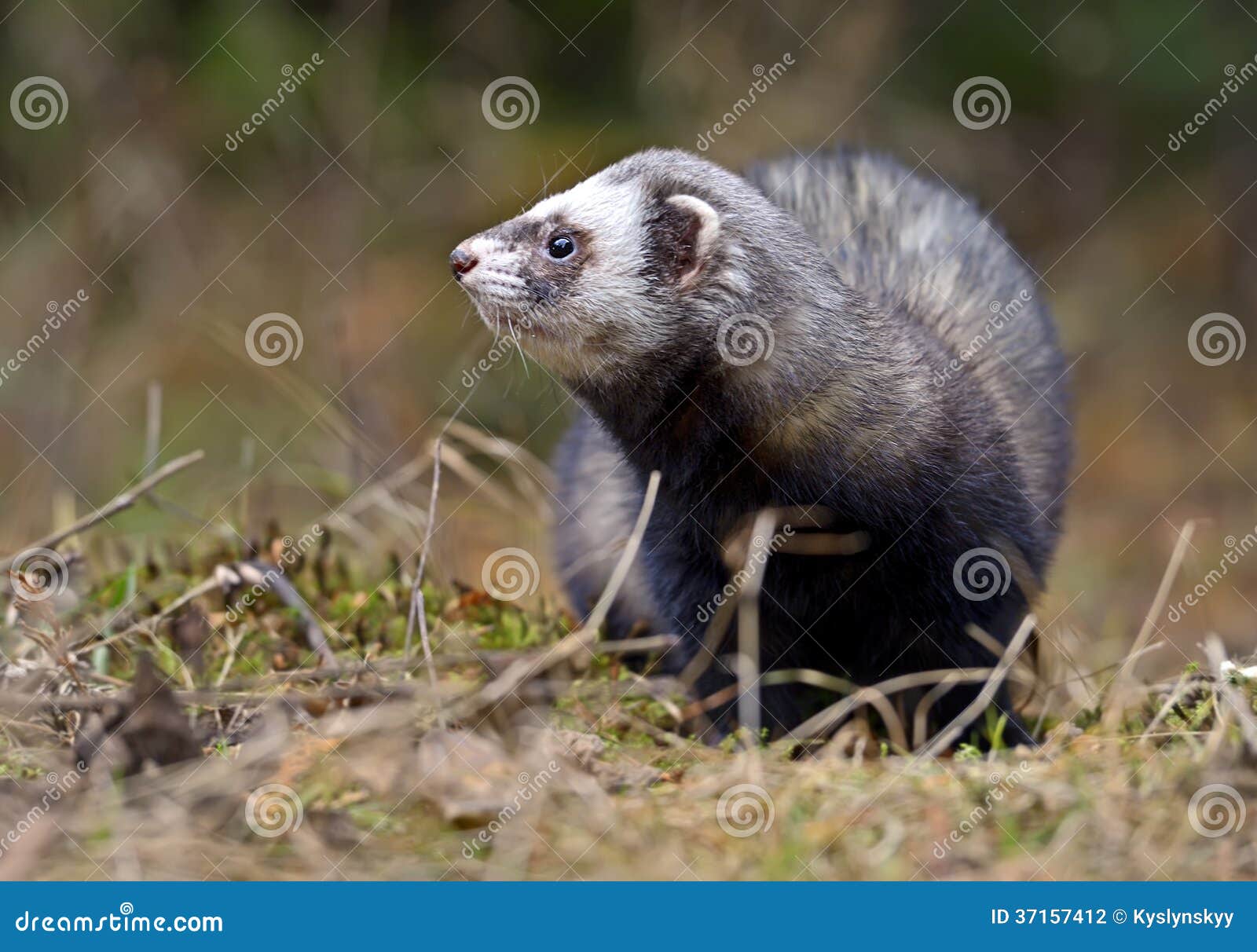 Vessla arkivfoto. Bild av anhydrous, angus, fiske, däggdjur - 37157412