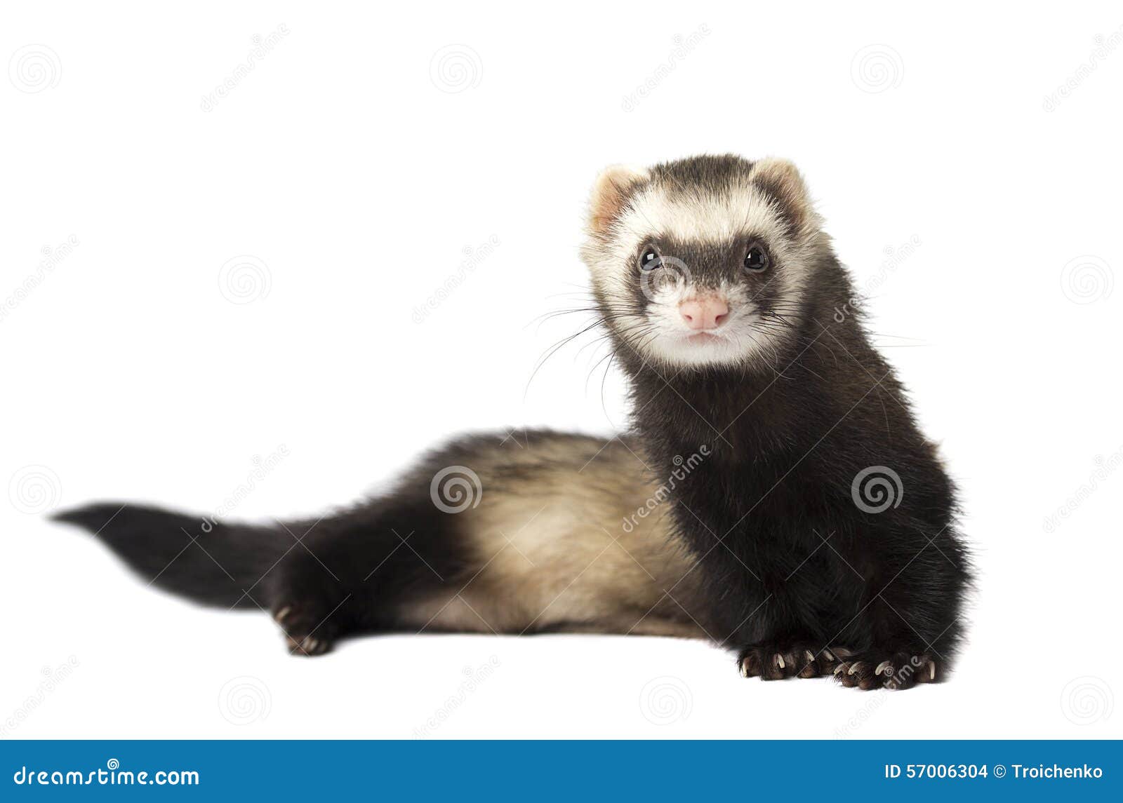 Vessla arkivfoto. Bild av skämtsamt, breckenridge, rovdjur - 57006304