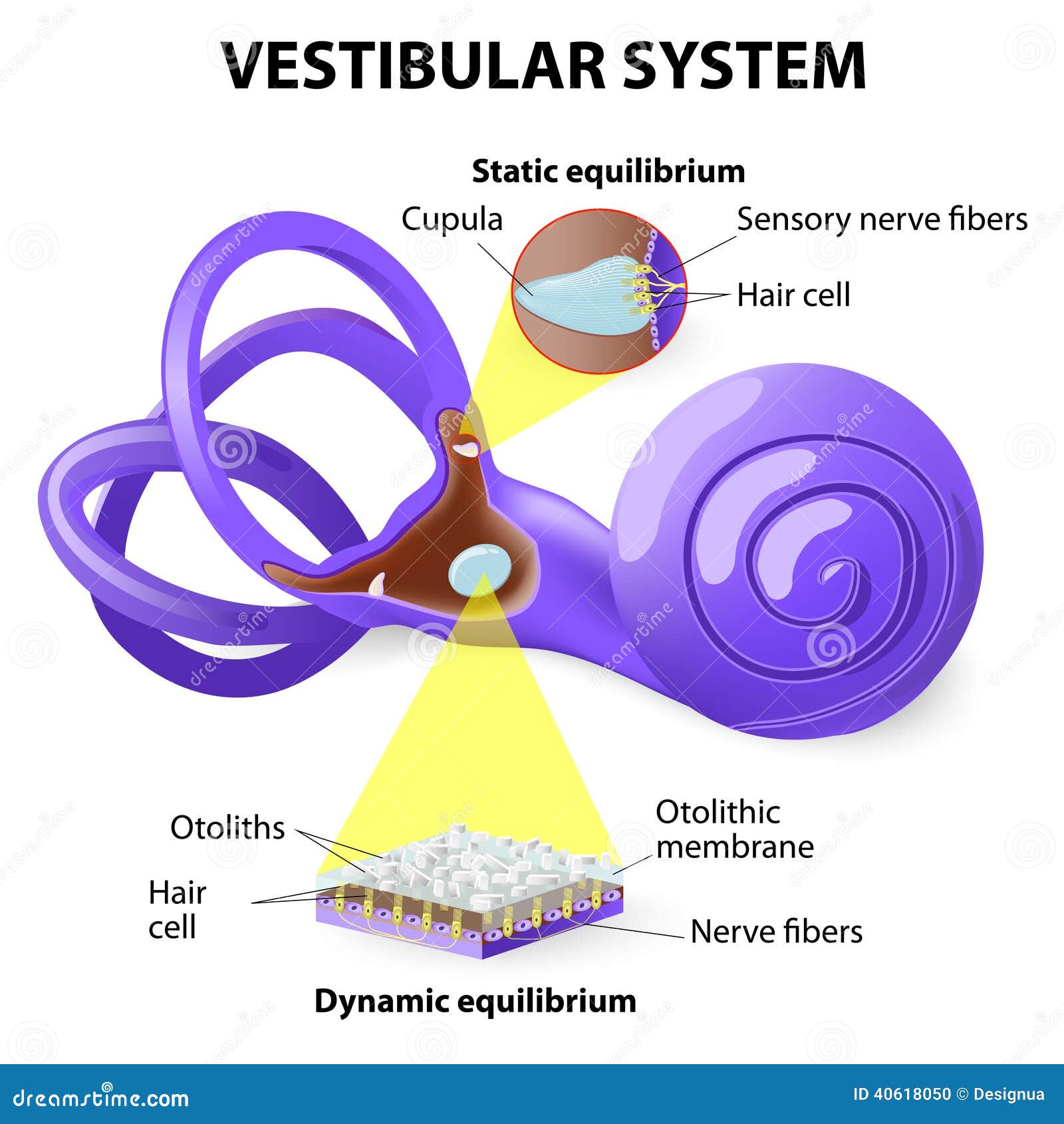 Vestibuläres System Vektor Abbildung - Bild: 40618050