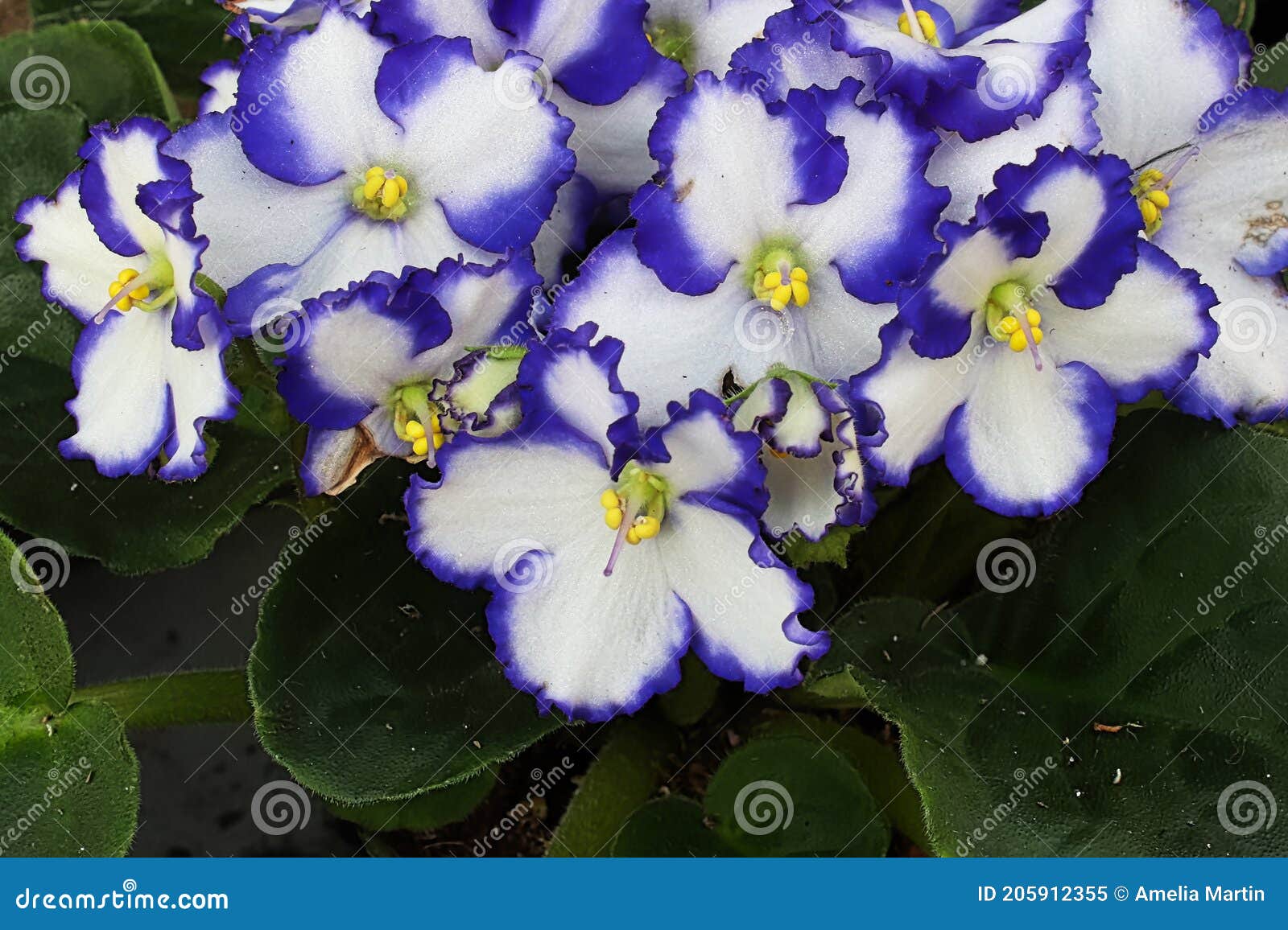 Vestimenta Da Flor Violeta Branca E Azul Africana Imagem de Stock ...