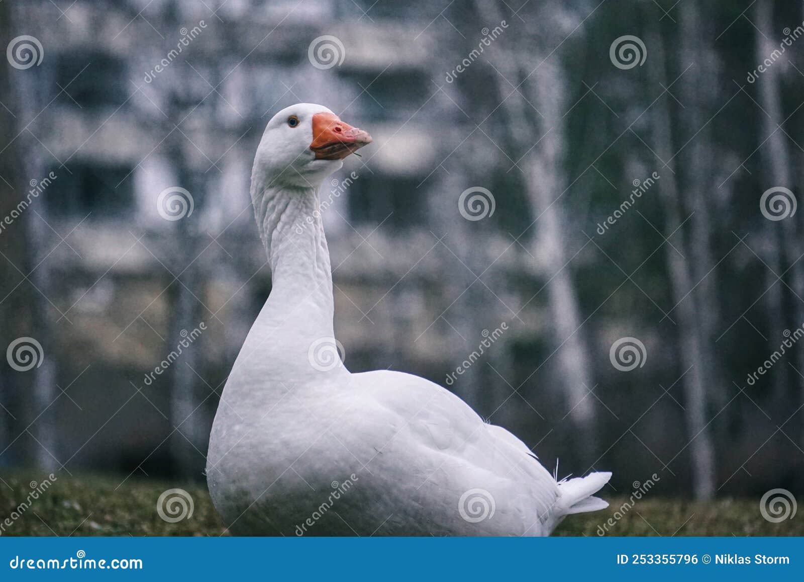 Vestimenta De Ganso Branco No Campo Foto de Stock - Imagem de ganso ...