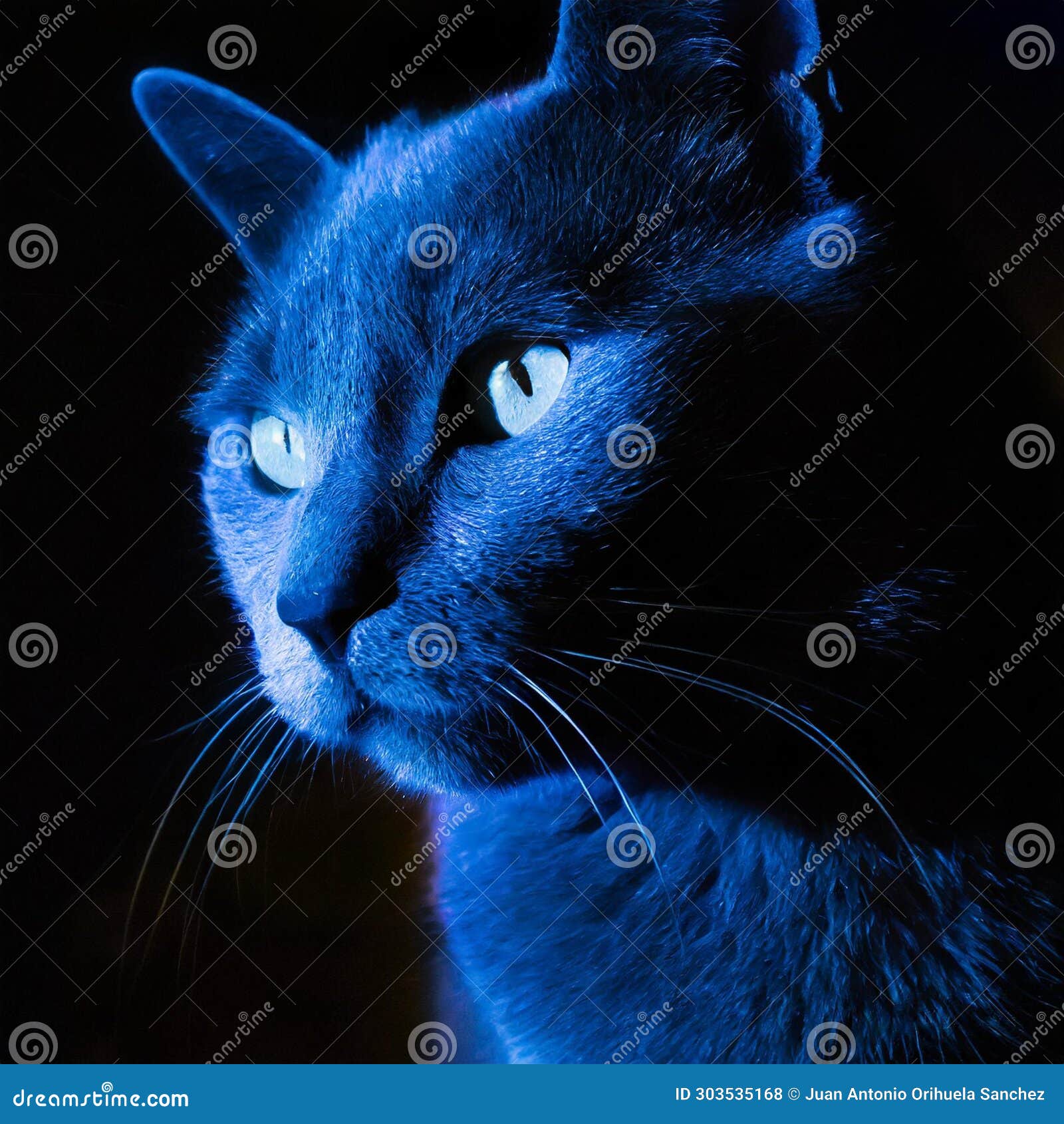 Vestimenta de gato azul ilustração stock. Ilustração de conforto ...