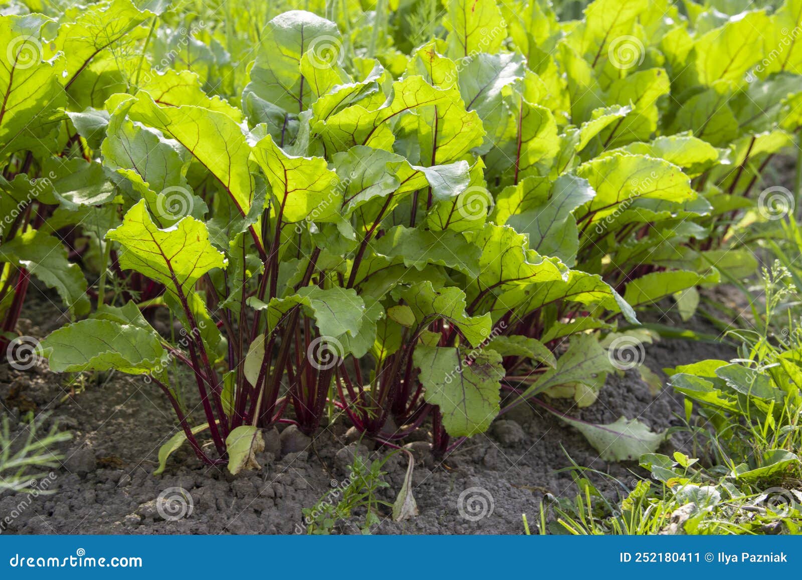 Vestimenta De Uma Cama Com Beterrabas Jovens Em Crescimento Imagem de ...