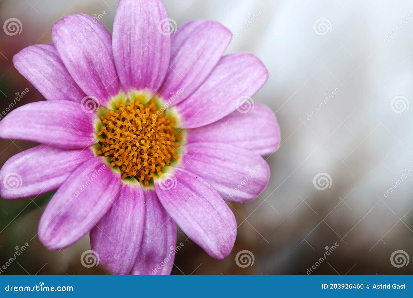 Vestimenta De Uma Flor De Margarida Rosa Foto de Stock - Imagem de ...