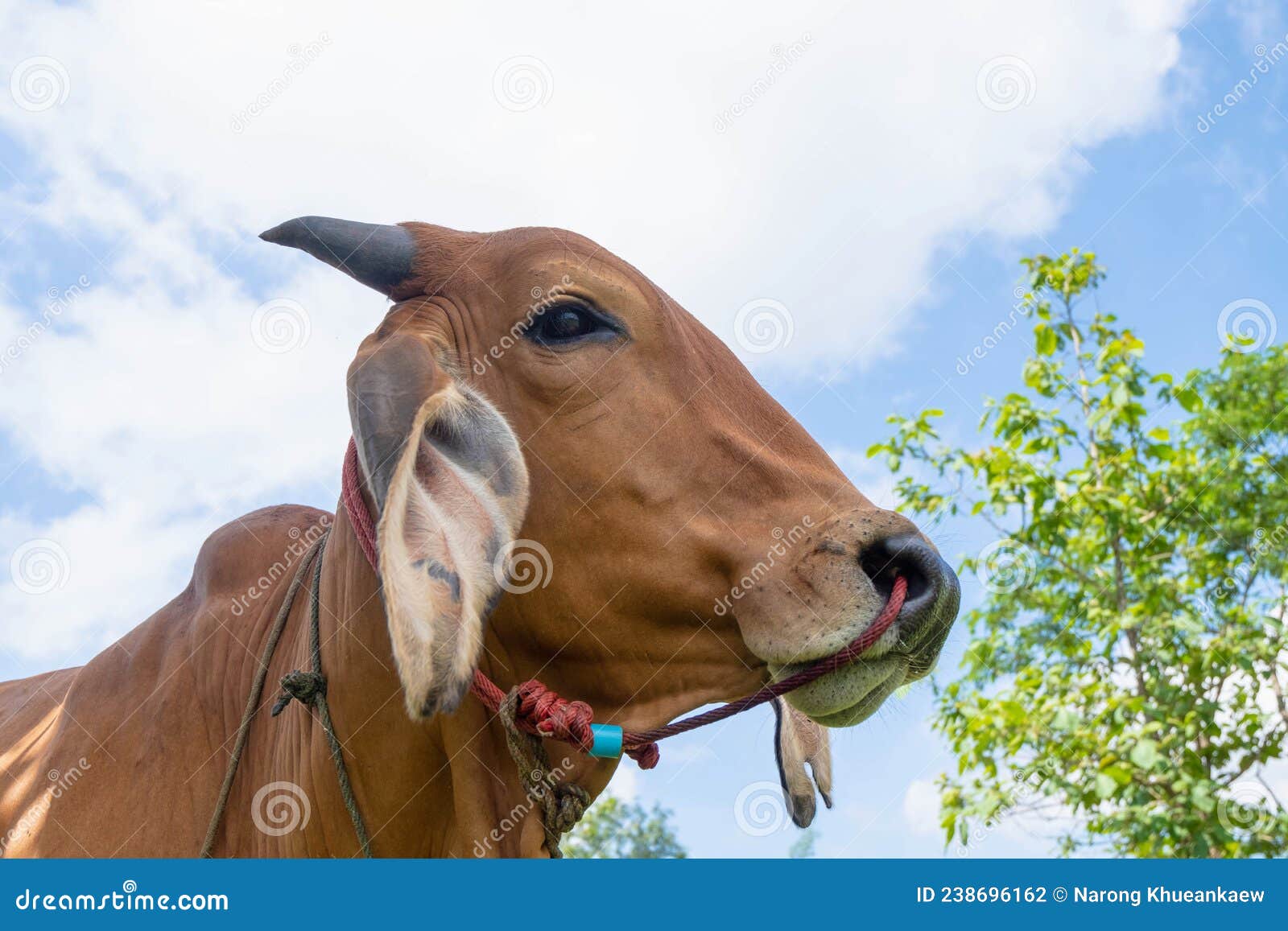 Vestimenta De Vaca Marrom No Campo Foto de Stock - Imagem de vaca ...