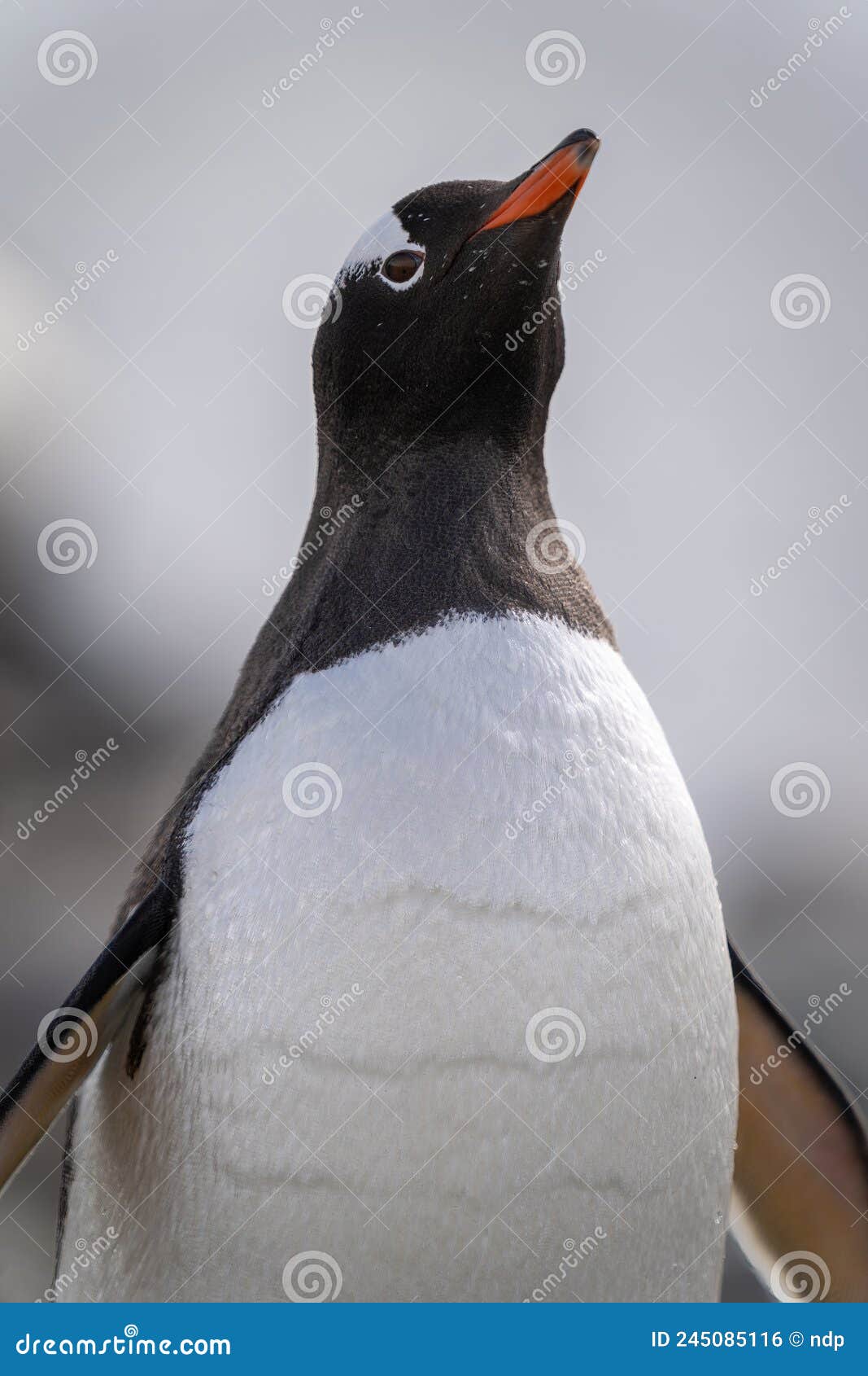 Vestimenta Do Pinguim Gentil Erguendo Bico Foto de Stock - Imagem de ...