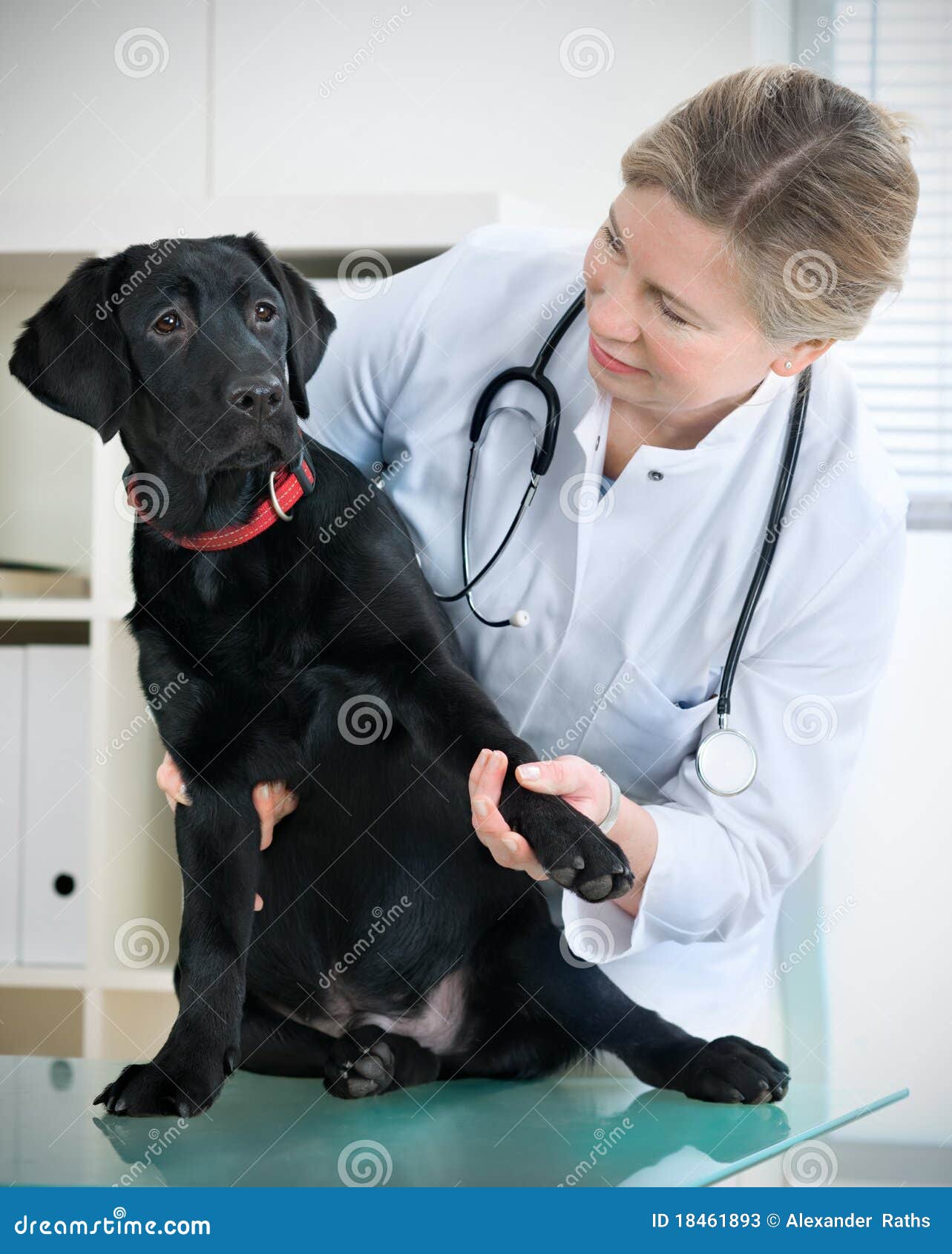 Vet stock image. Image of veterinary, professional, labrador - 18461893