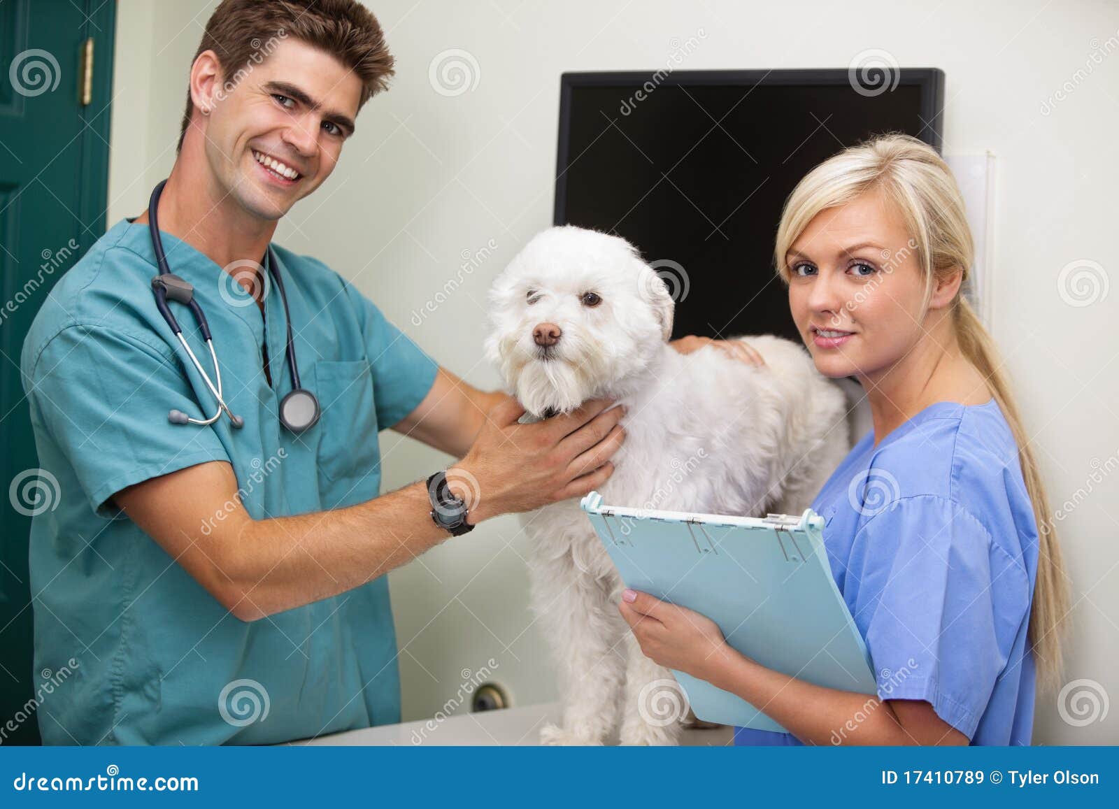 Vet with Assistant Examining Dog Stock Image - Image of hospital ...