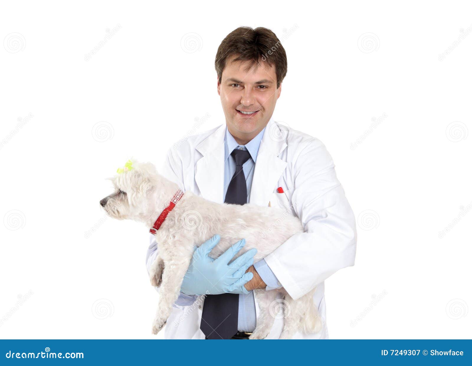 Vet carrying a pet dog stock image. Image of copyspace - 7249307