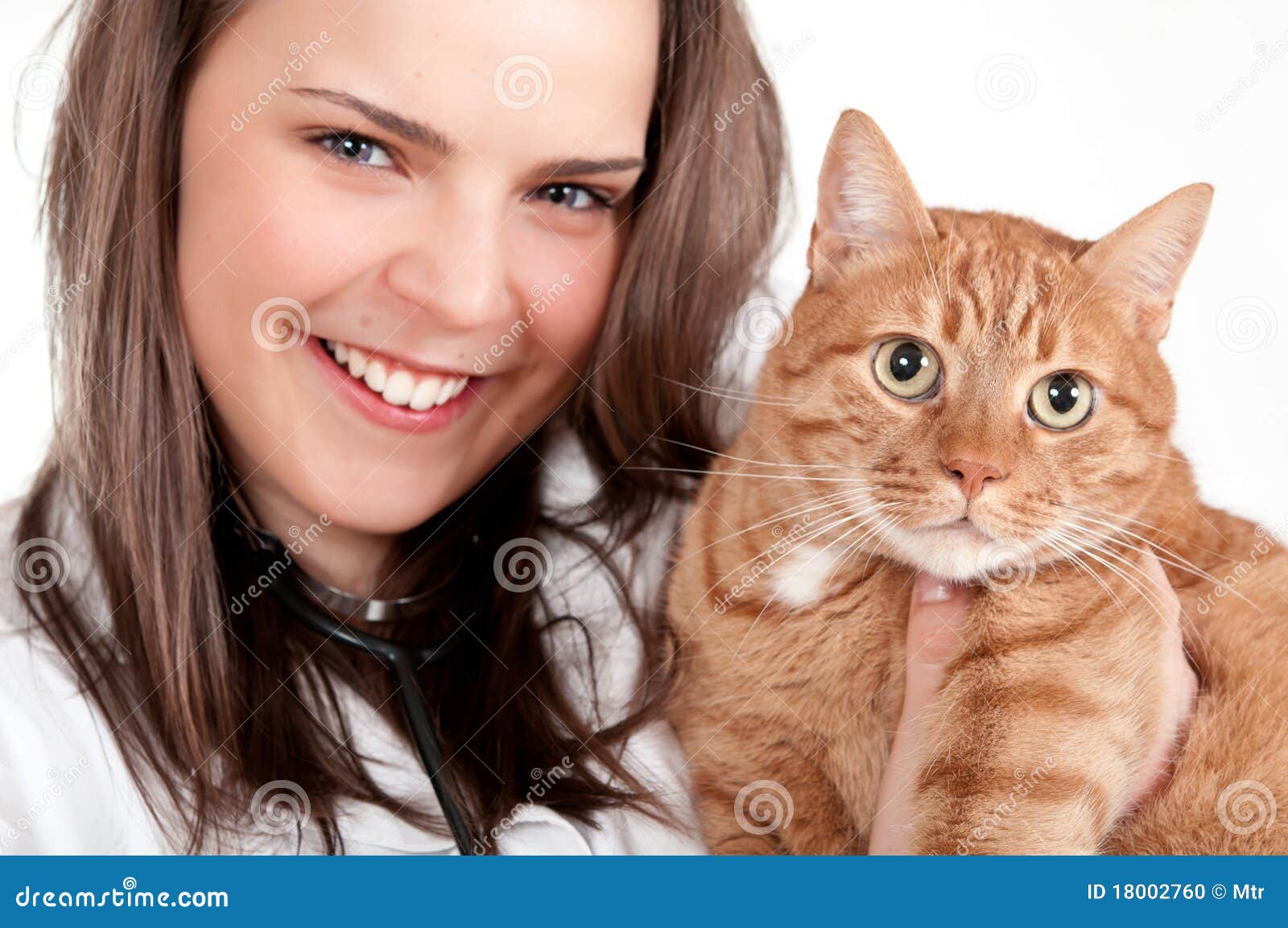 Vet and cat stock photo. Image of doctor, pulse, beautiful - 18002760