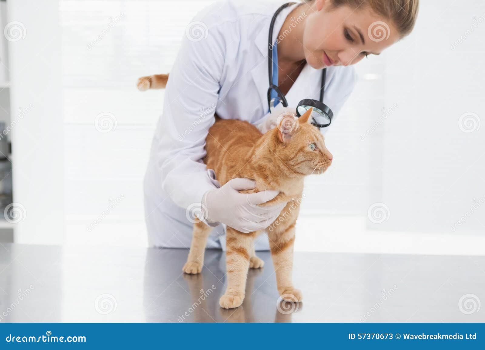 Vet checking a cats skin stock image. Image of examining - 57370673