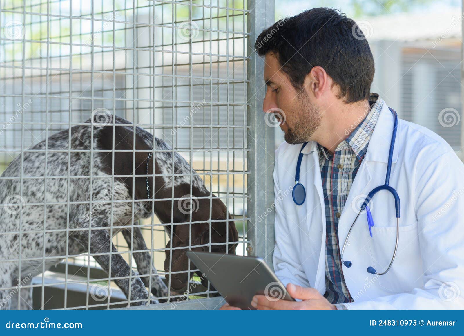 Vet checking dog in cage stock image. Image of checkingdog - 248310973