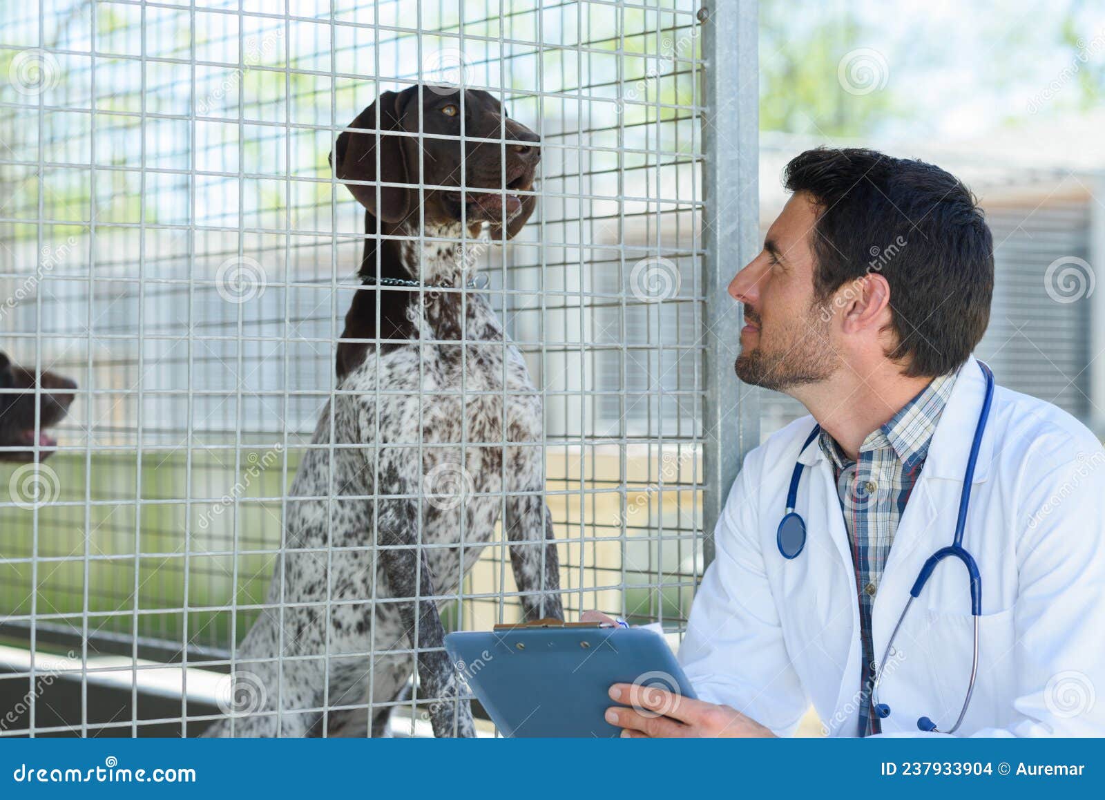 Vet checking dog in pen stock photo. Image of canine - 237933904