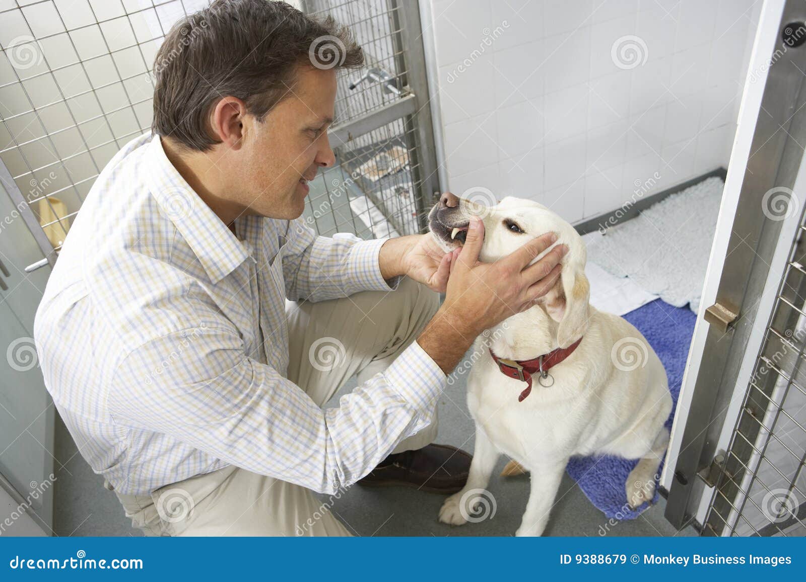 Vet Checking Dog in Pen stock image. Image of vetinary - 9388679