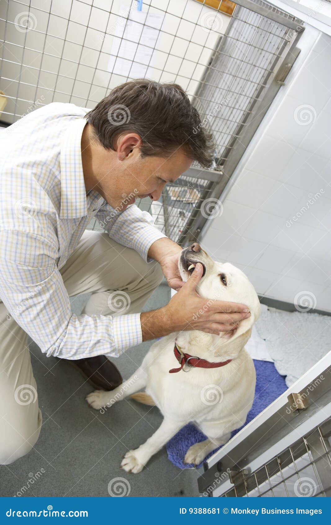 Vet Checking Dog in Pen stock image. Image of vetinary - 9388681